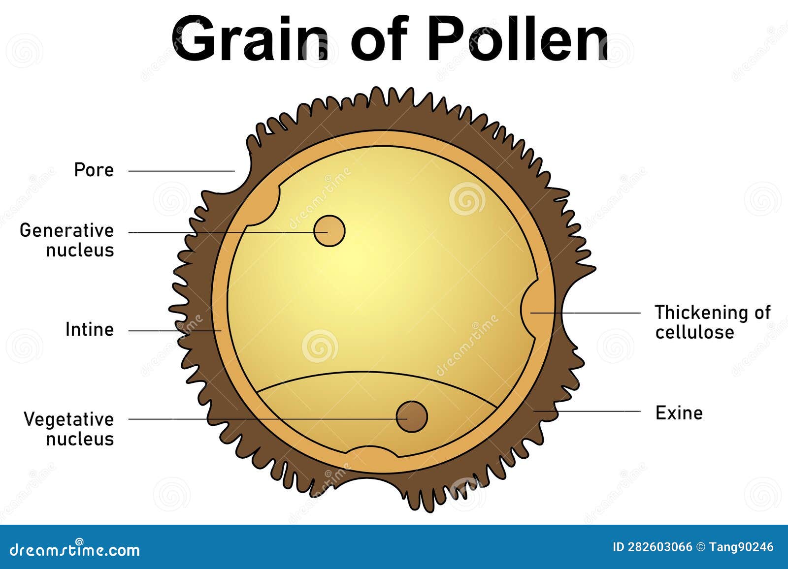 Grano De Anatomía De Polen Aislado Stock de ilustración - Ilustración de grano, planta: 282603066