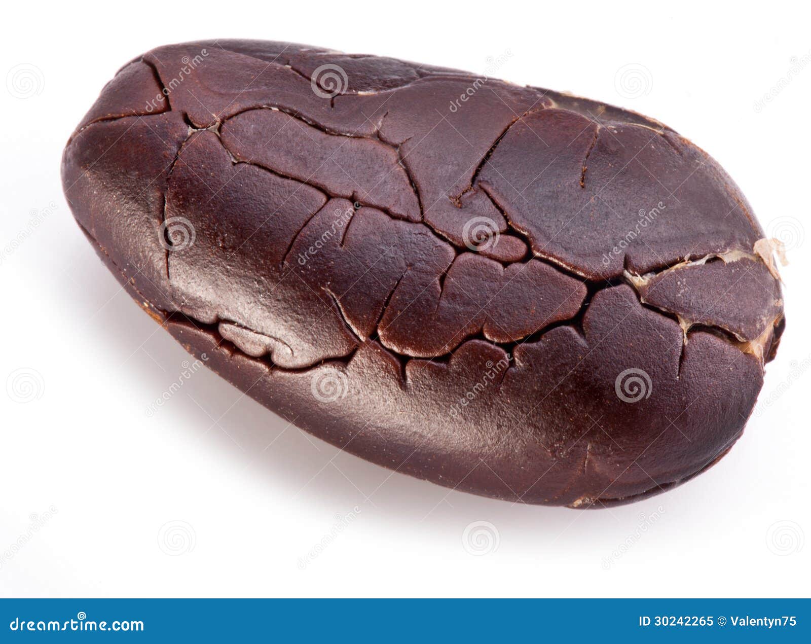 Grano de cacao imagen de archivo. Imagen de primer, travieso - 30242265