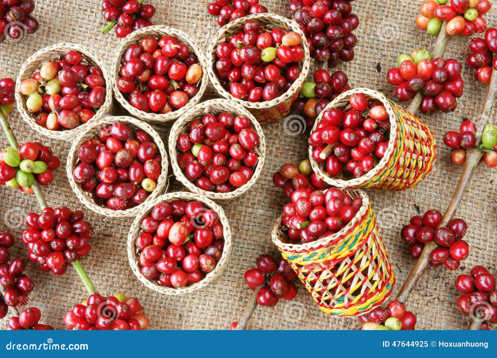 Grano de café fresco rojo imagen de archivo. Imagen de concepto - 47644925