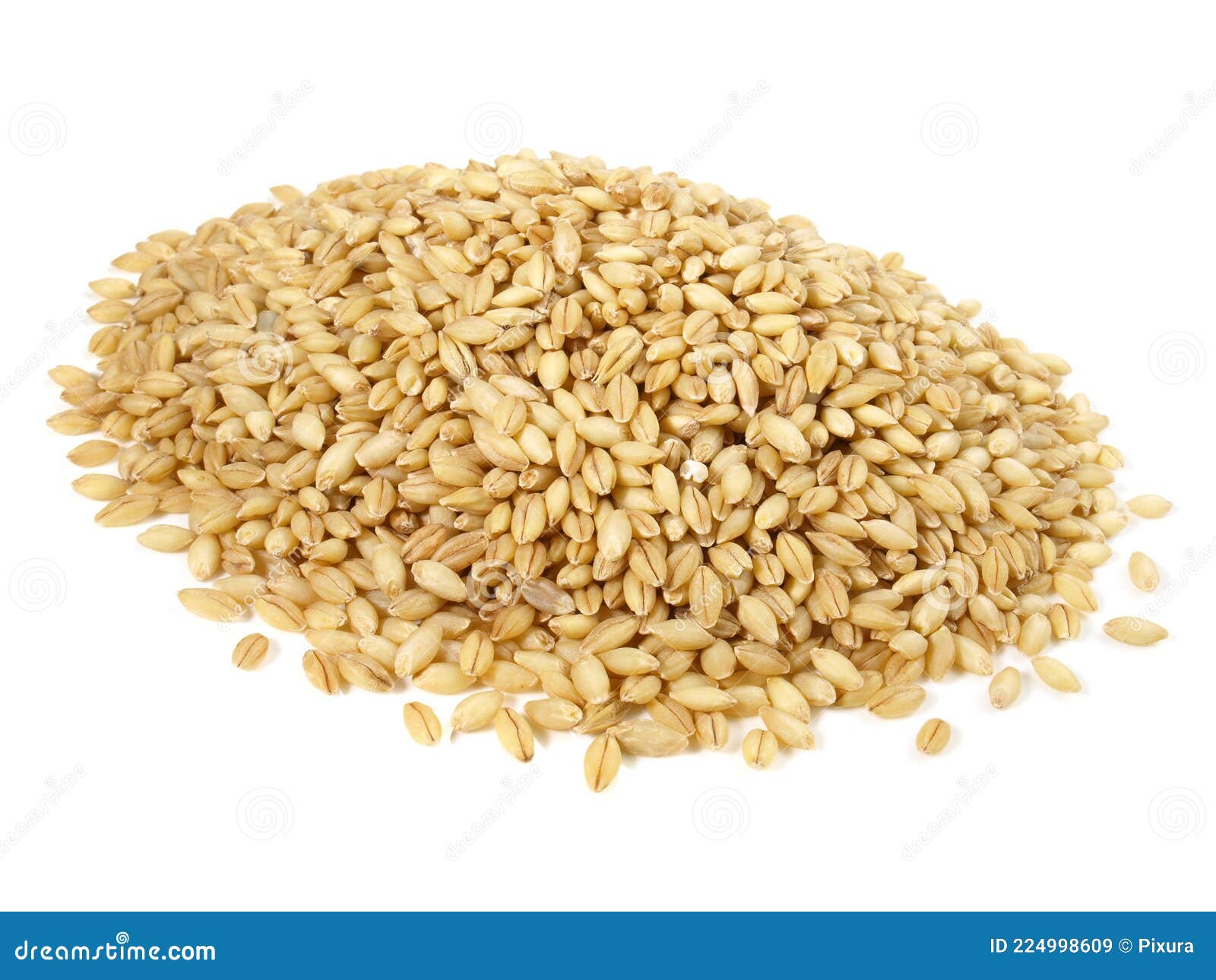 Grano De Cebada Sobre Fondo Blanco Aislado Imagen de archivo - Imagen ...
