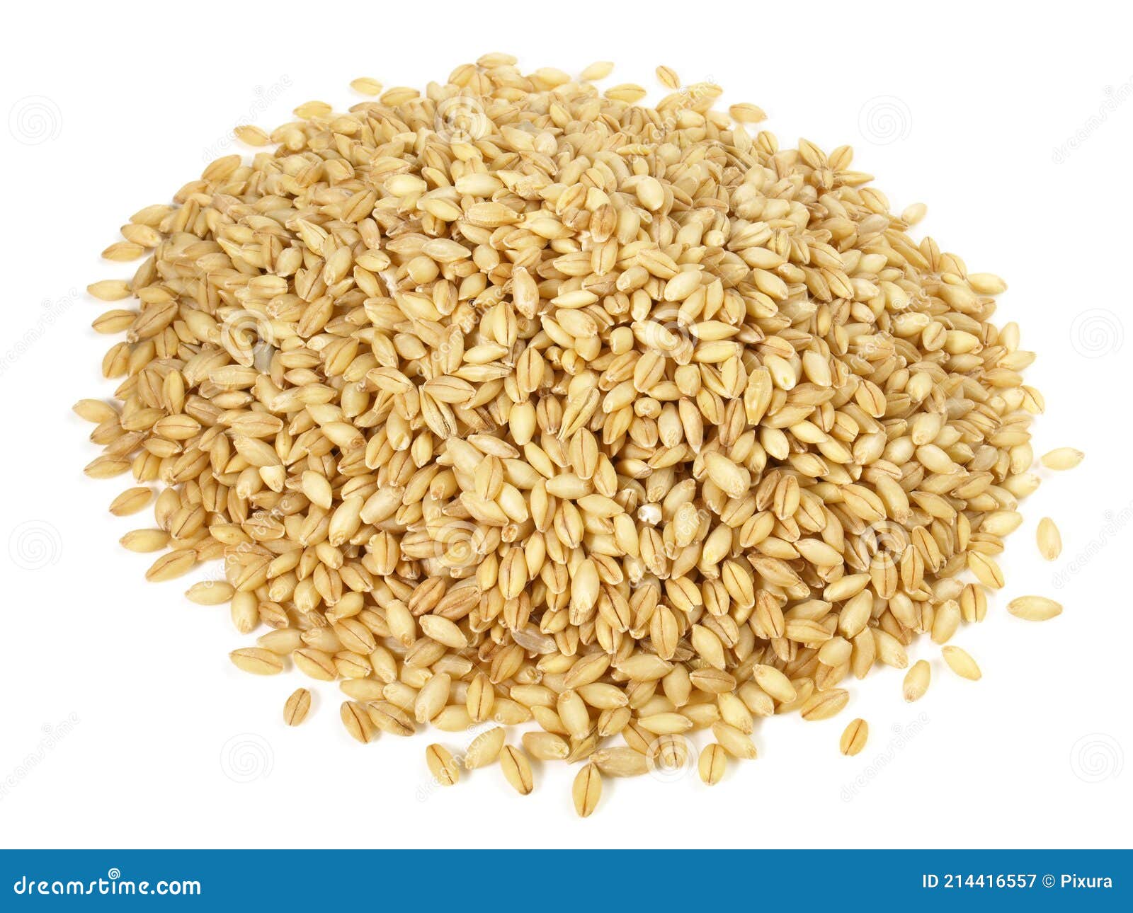 Grano De Cebada Sobre Fondo Blanco Aislado Imagen de archivo - Imagen ...