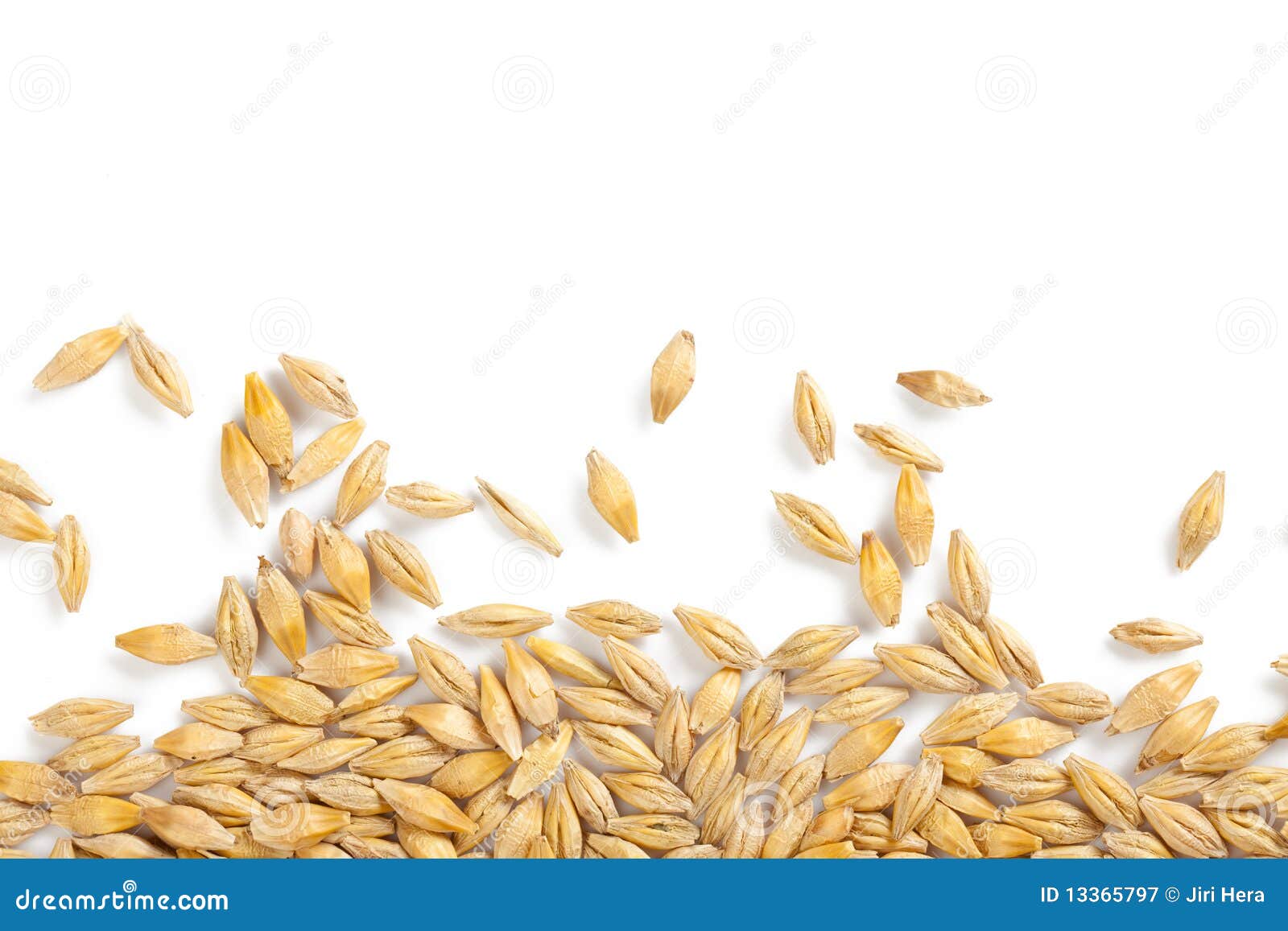 Grano de la cebada imagen de archivo. Imagen de grano - 13365797