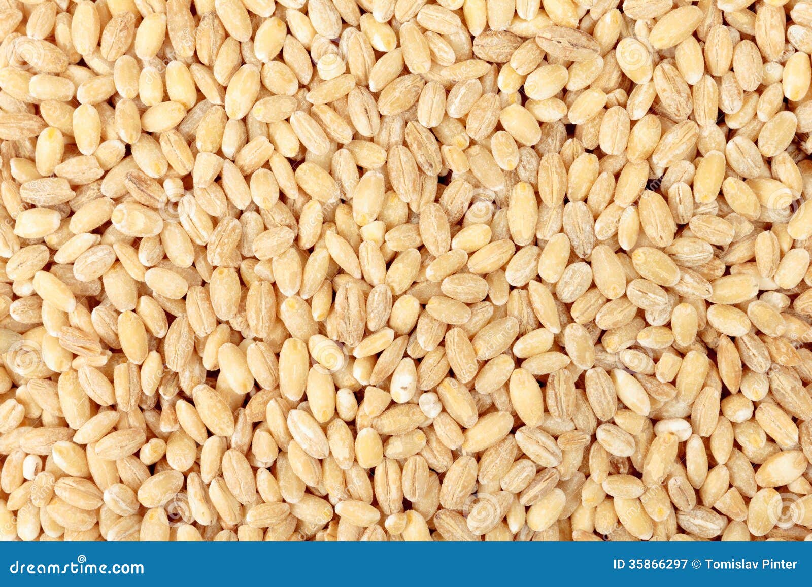 Grano de la cebada imagen de archivo. Imagen de cocina - 35866297