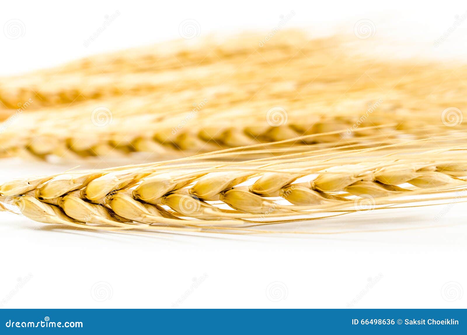 Grano De La Cebada Aislado En El Fondo Blanco Foto de archivo - Imagen ...