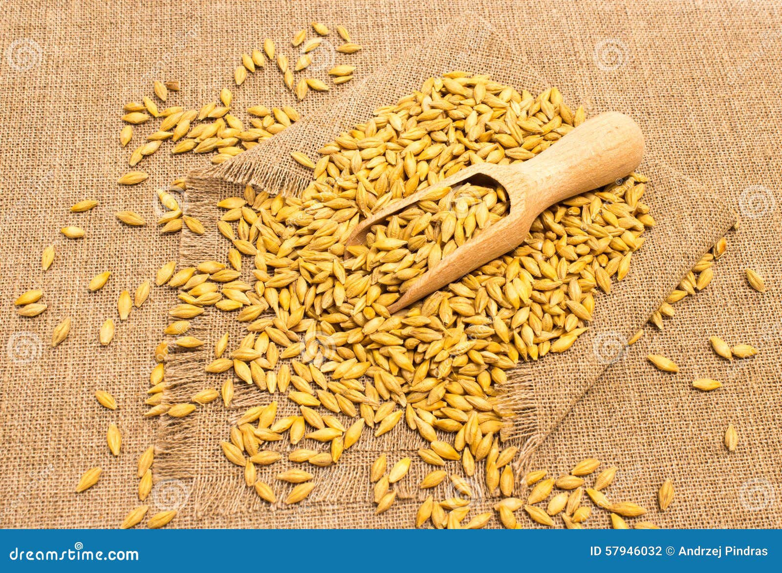 Grano De La Cebada En Una Lona Foto de archivo - Imagen de agricultura ...
