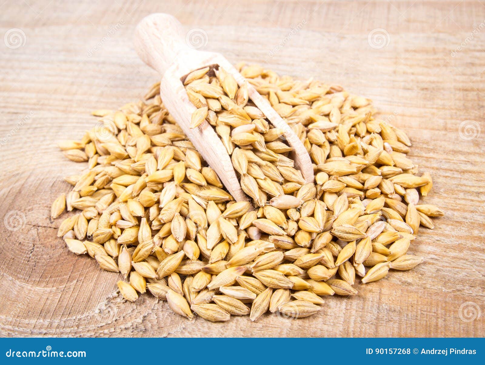 Grano De La Cebada O Primer De Las Semillas Foto de archivo - Imagen de ...