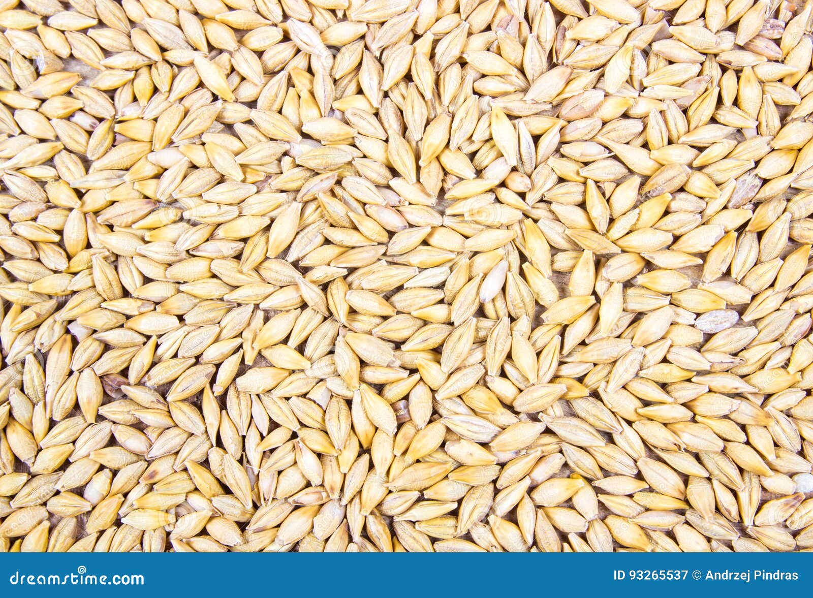 Grano De La Cebada O Primer De Las Semillas Imagen de archivo - Imagen ...