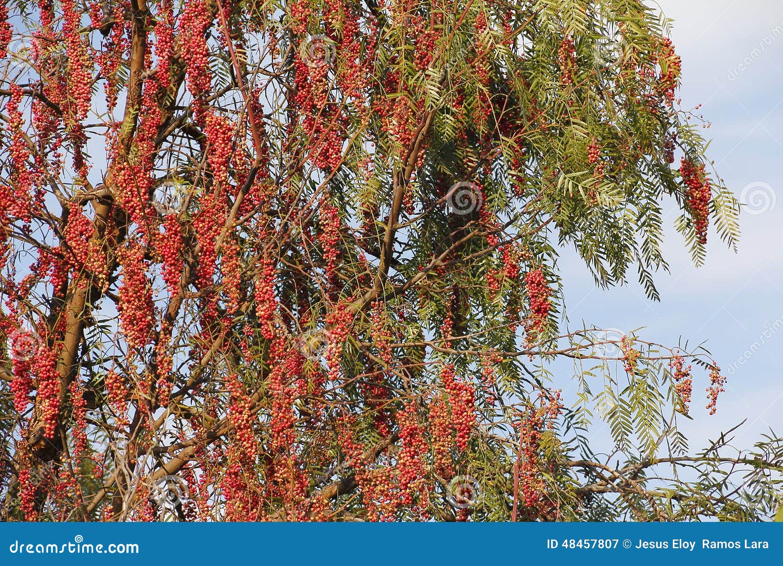 162 Pirul Fotos de stock - Fotos libres de regalías de Dreamstime