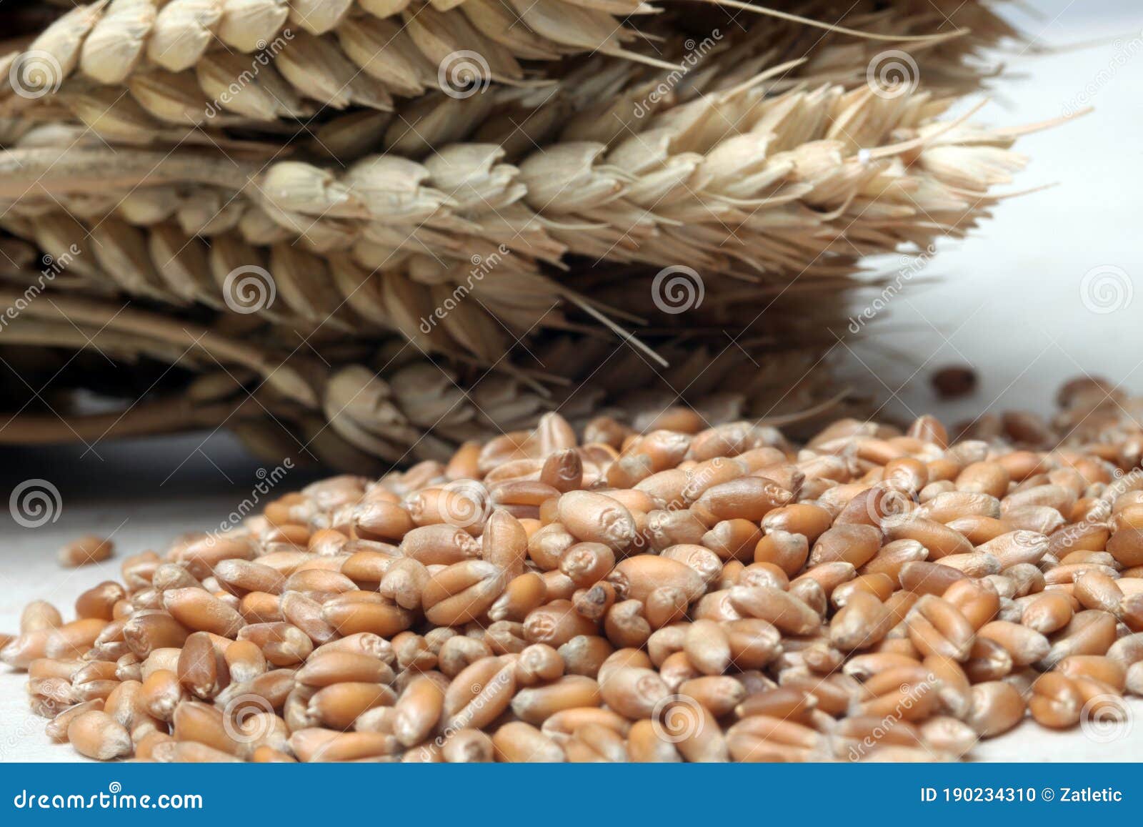 Grano de trigo foto de archivo. Imagen de grano, manojo - 190234310