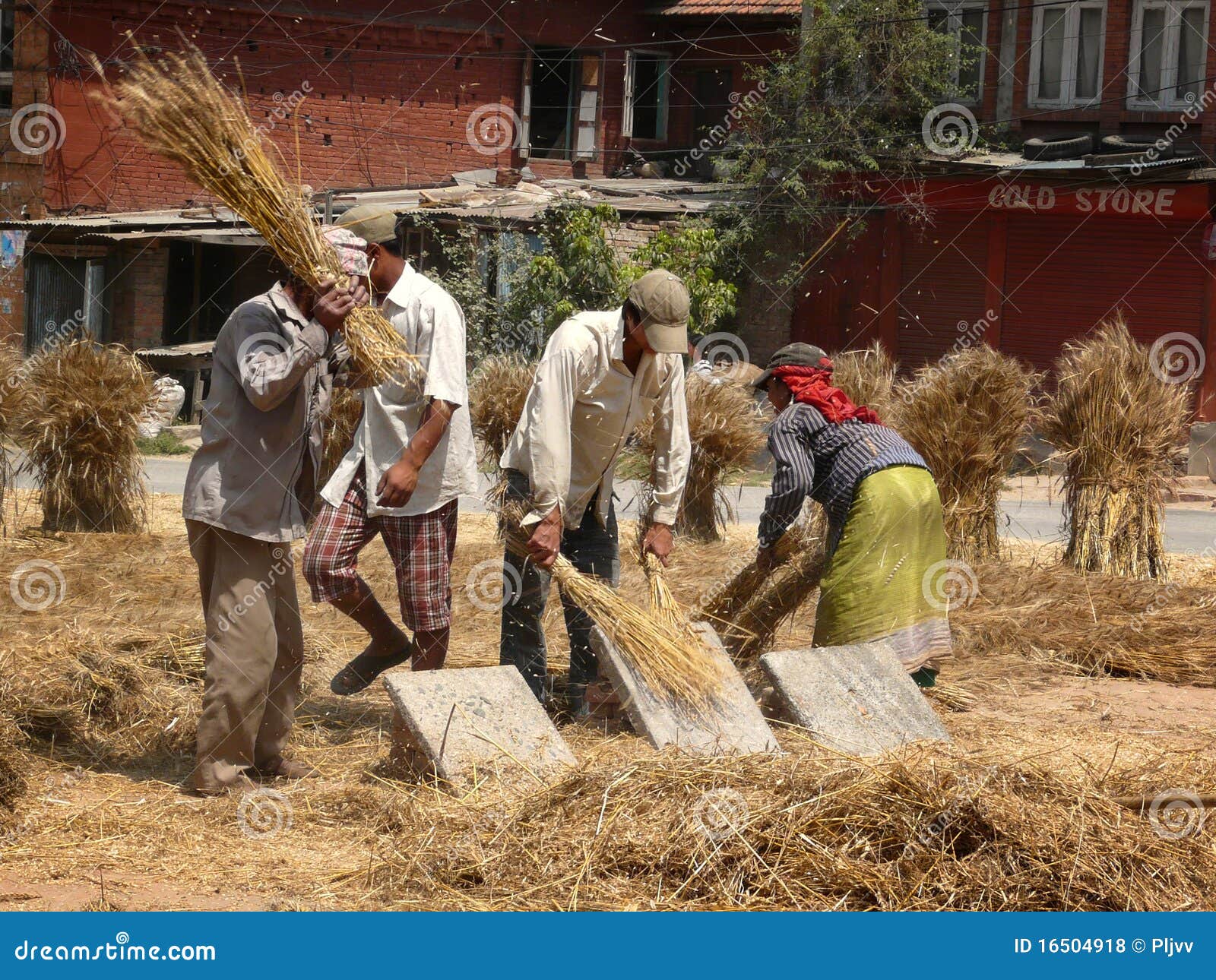 Grano de trilla a mano foto de archivo editorial. Imagen de travieso ...