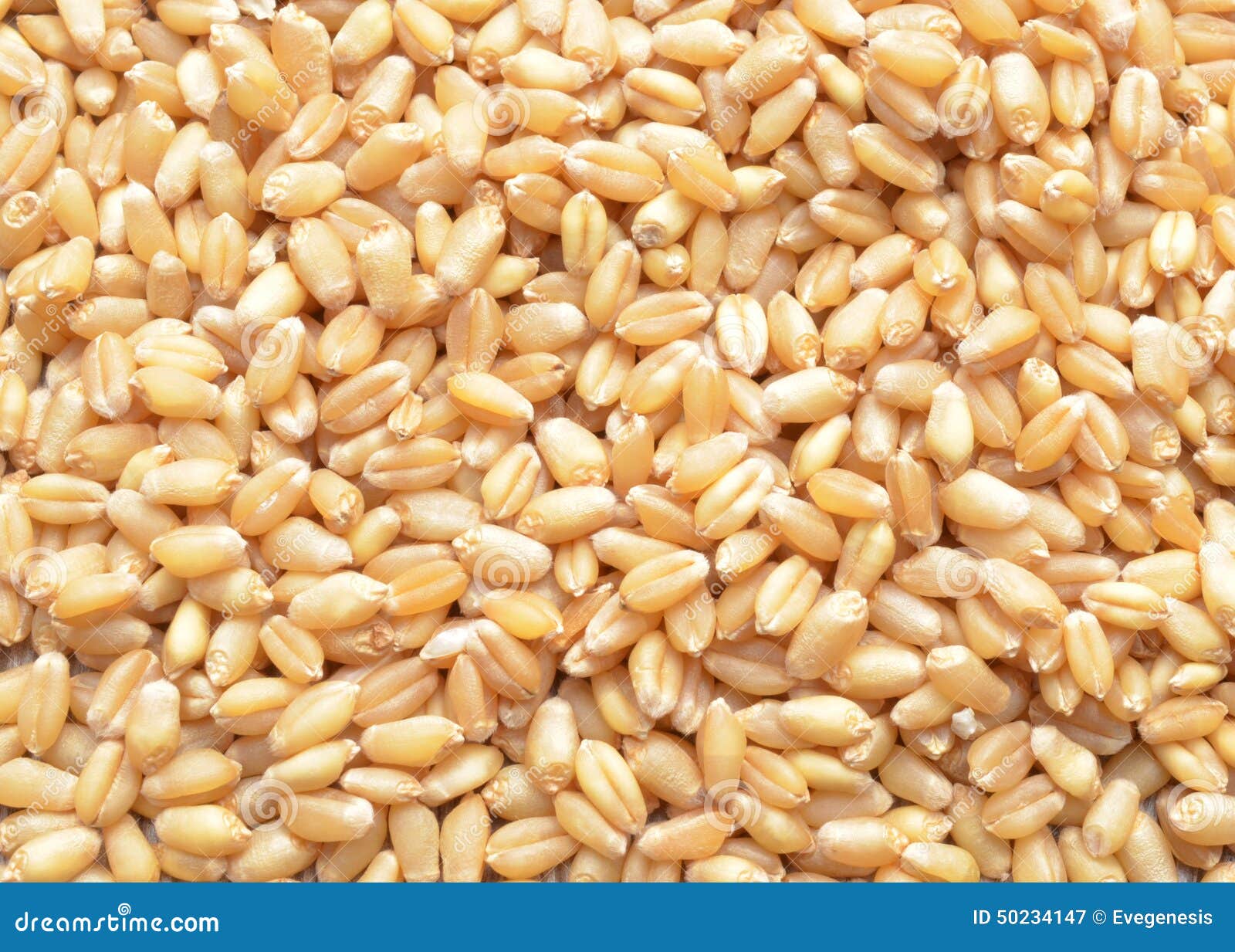 Grano del miglio immagine stock. Immagine di miglio, mucchio - 50234147