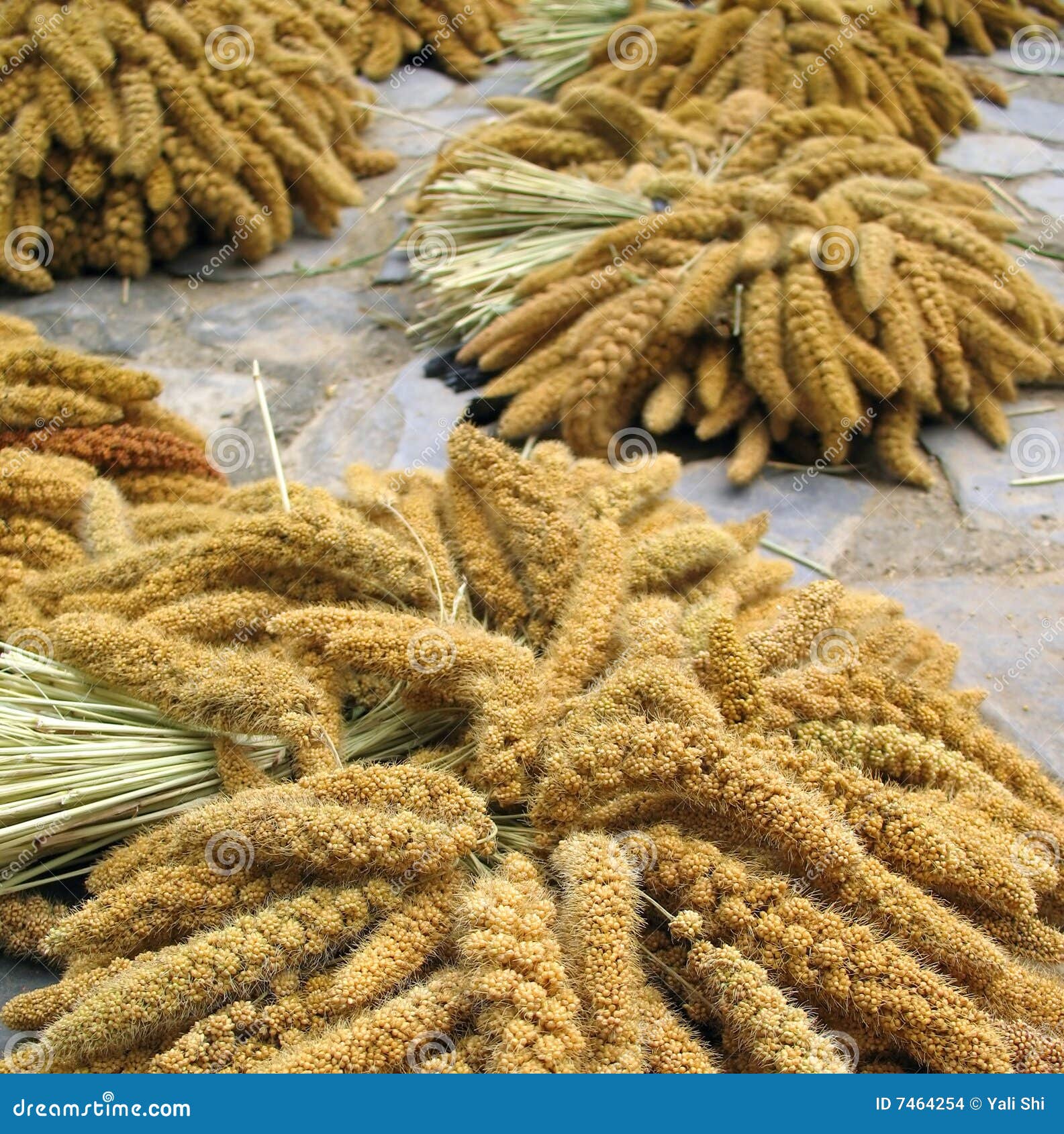 Grano del mijo foto de archivo. Imagen de forraje, grapa - 7464254