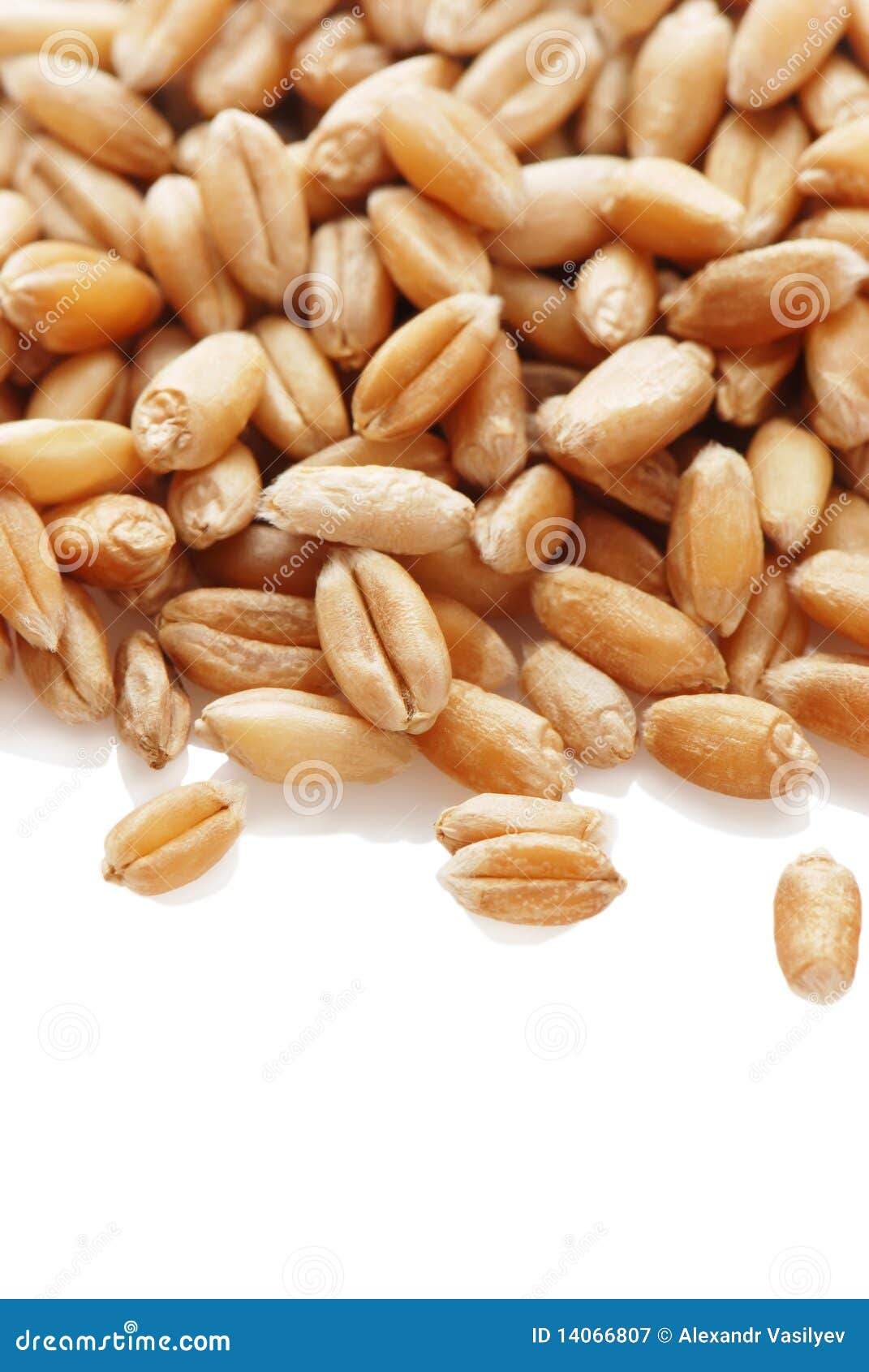 Grano del trigo imagen de archivo. Imagen de agricultura - 14066807