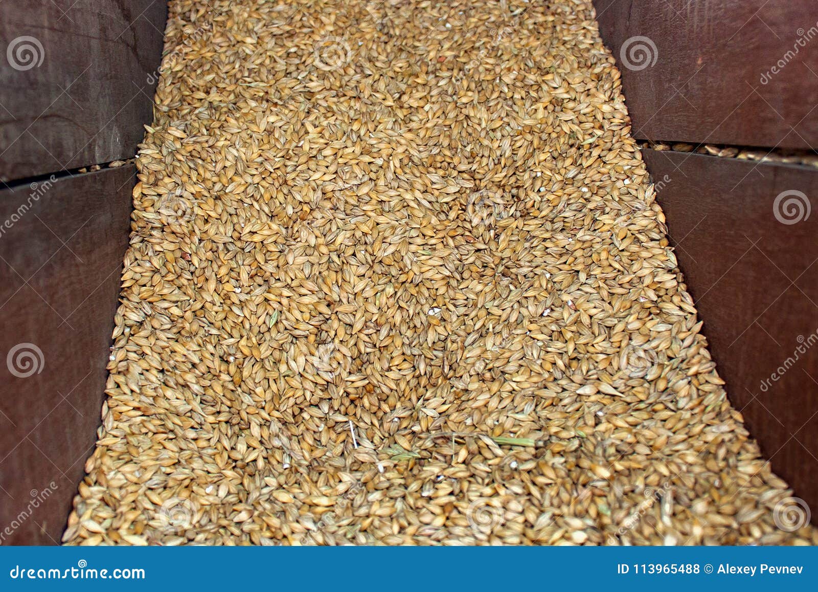 Grano dell'orzo per birra fotografia stock. Immagine di produrre ...