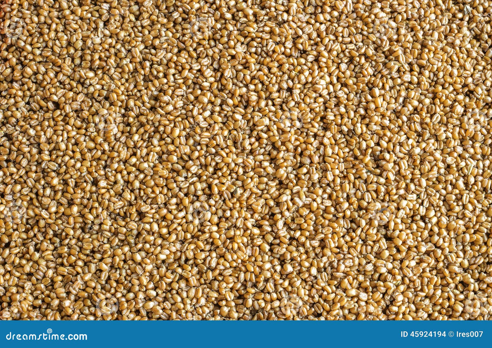 Grano hervido del trigo foto de archivo. Imagen de trigo - 45924194