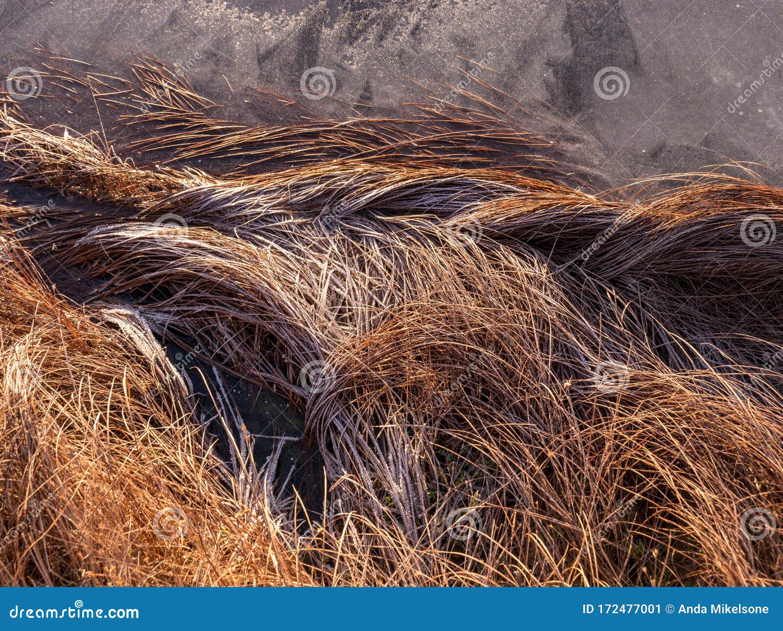 Grano seco imagen de archivo. Imagen de invierno, amanecer - 172477001
