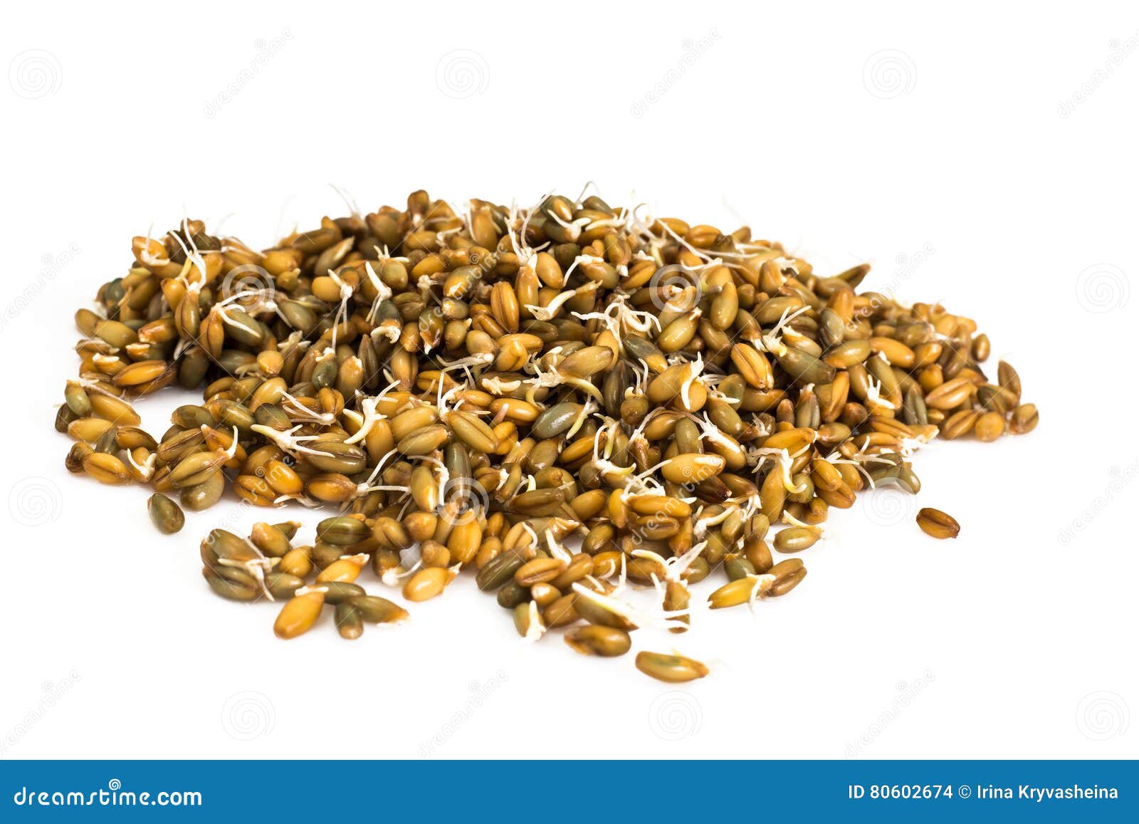 Grano, Segale Ed Orzo Germinati Fotografia Stock - Immagine di nave ...