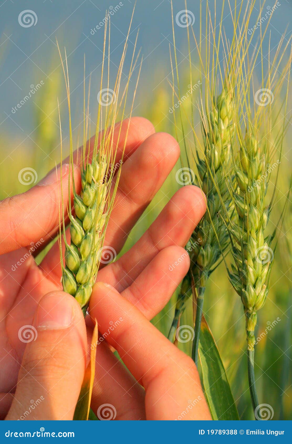 Grano verde foto de archivo. Imagen de crezca, planta - 19789388