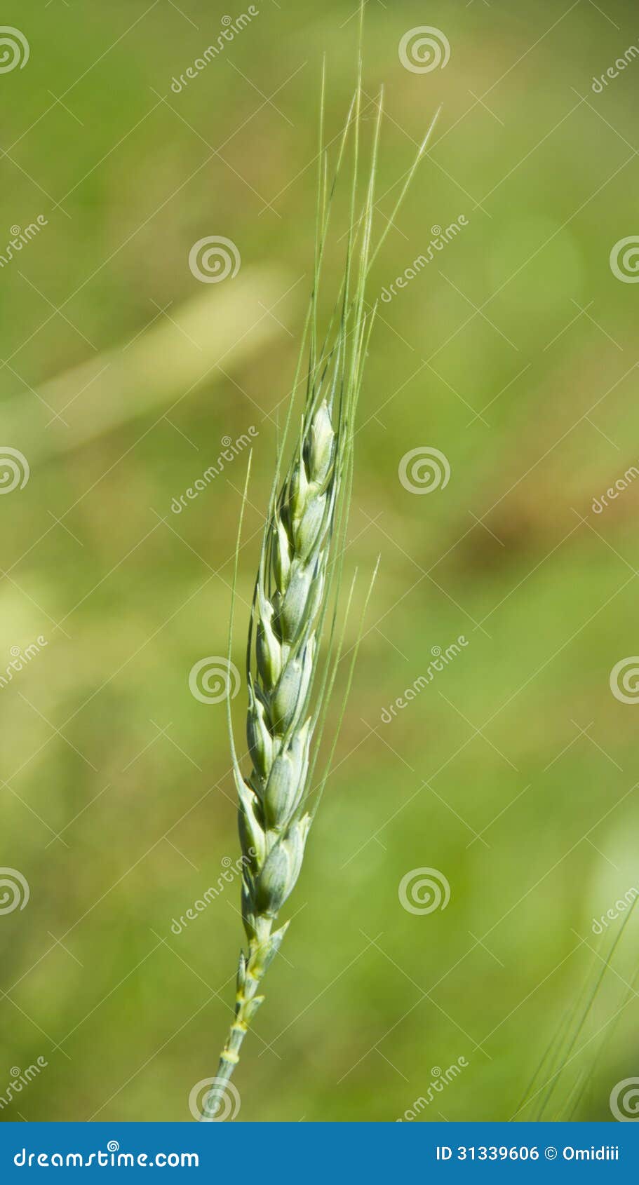 Grano verde foto de archivo. Imagen de cierre, germen - 31339606