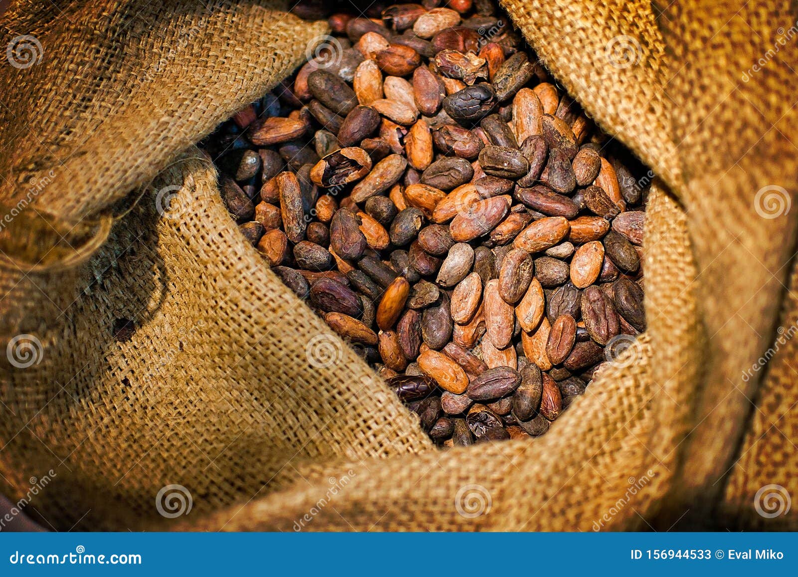 Granos De Caao Expuestos En Un Museo Foto de archivo editorial - Imagen ...