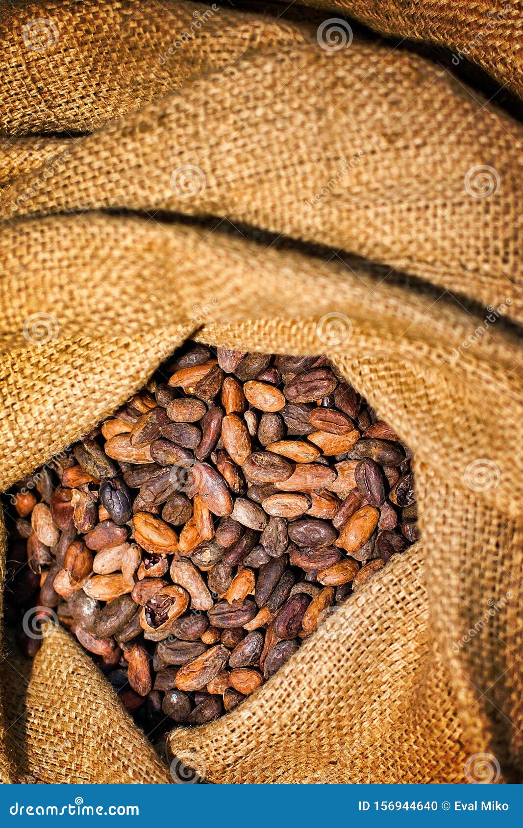 Granos De Caao Expuestos En Un Museo Imagen editorial - Imagen de ...