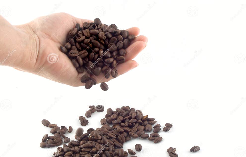 Granos de café imagen de archivo. Imagen de amoladora, adulto - 384931