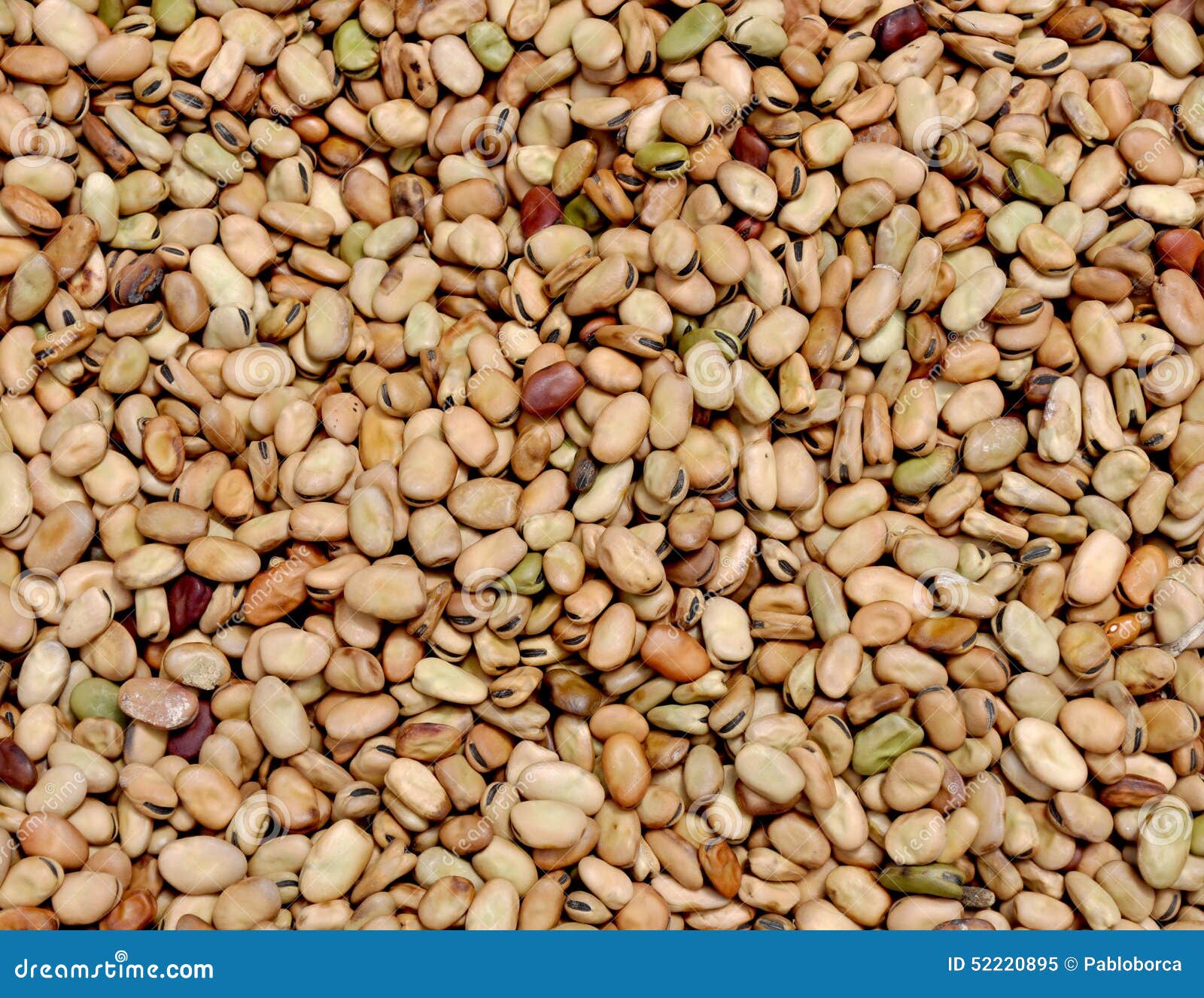 Granos de las habas imagen de archivo. Imagen de gérmenes - 52220895