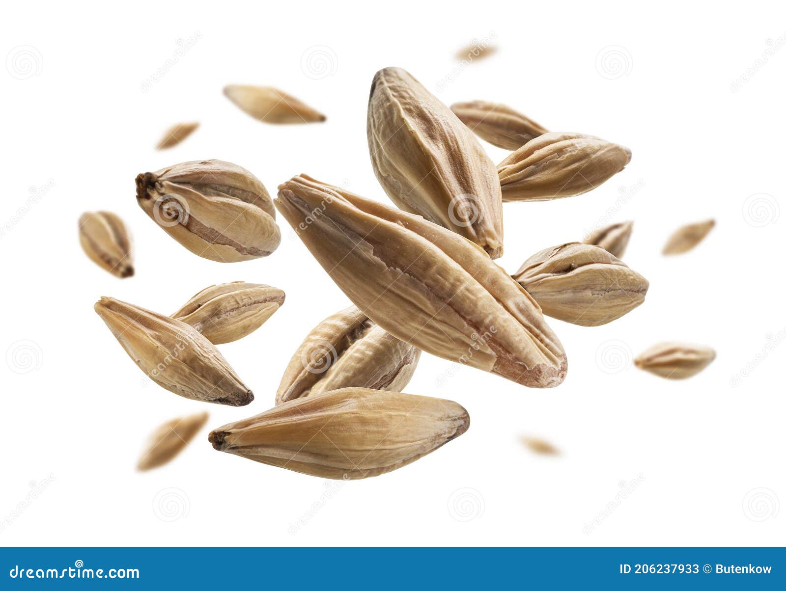 Granos De Malta De Cebada Levitan Sobre Fondo Blanco Imagen de archivo ...