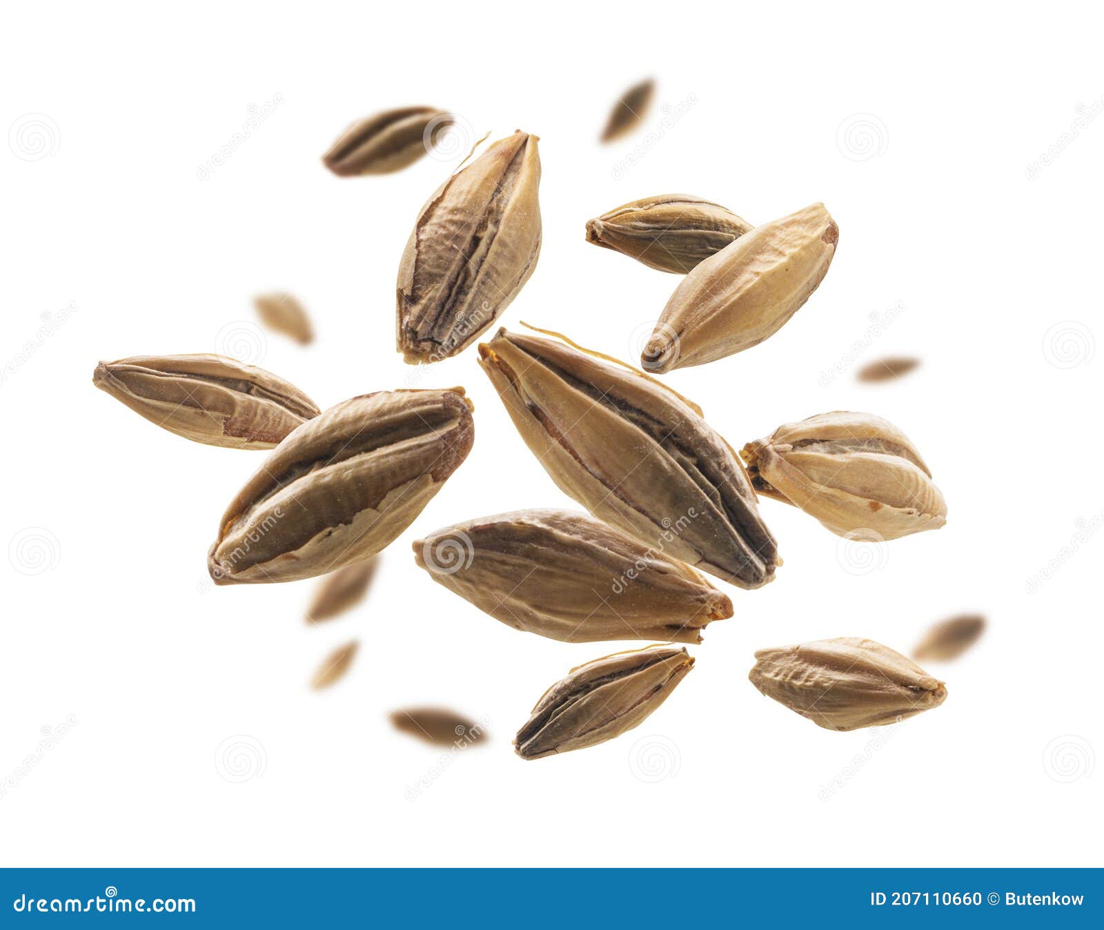 Granos De Malta De Cebada Levitan Sobre Fondo Blanco Foto de archivo ...