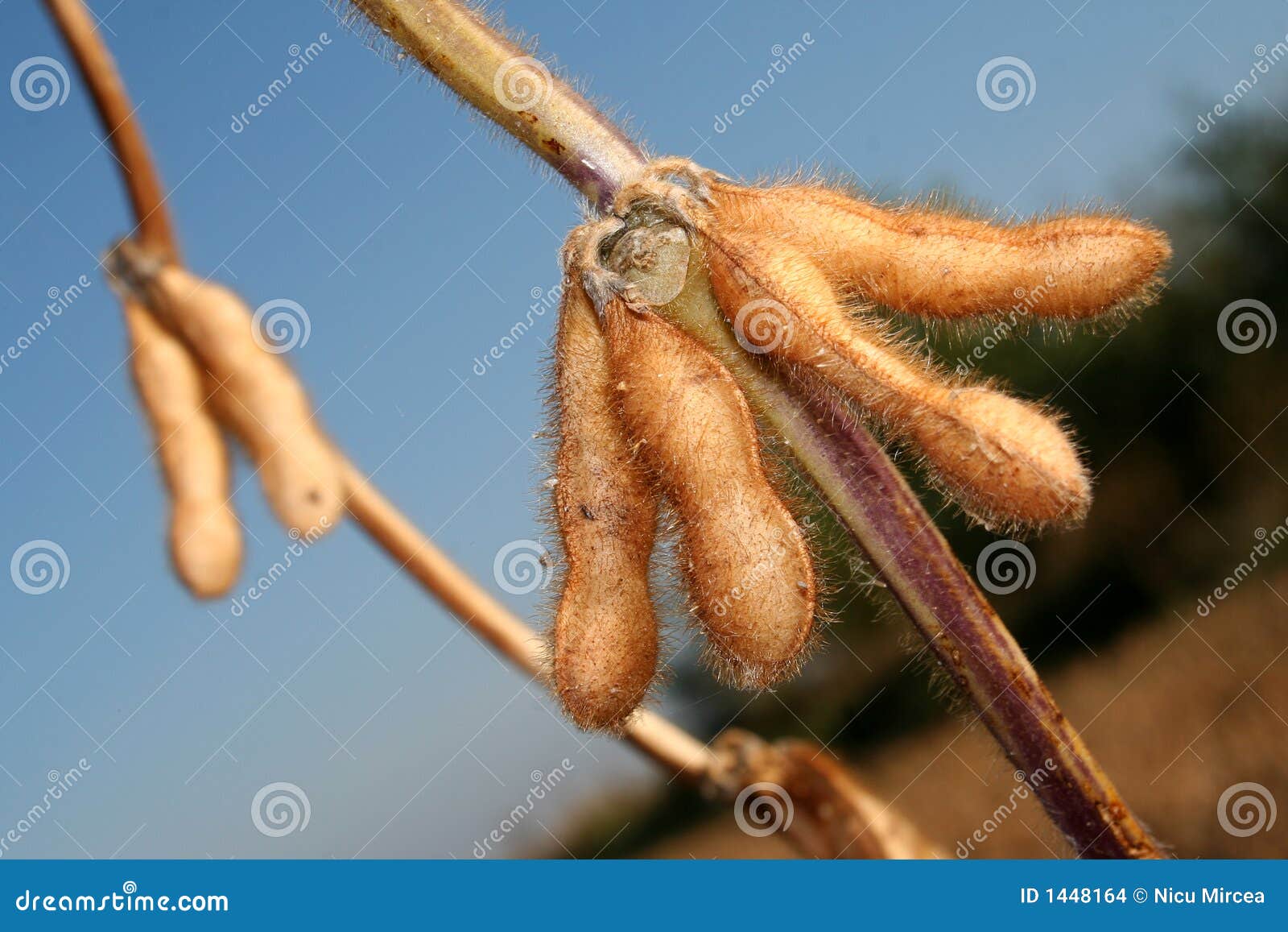 Granos de soja foto de archivo. Imagen de close, farmer - 1448164
