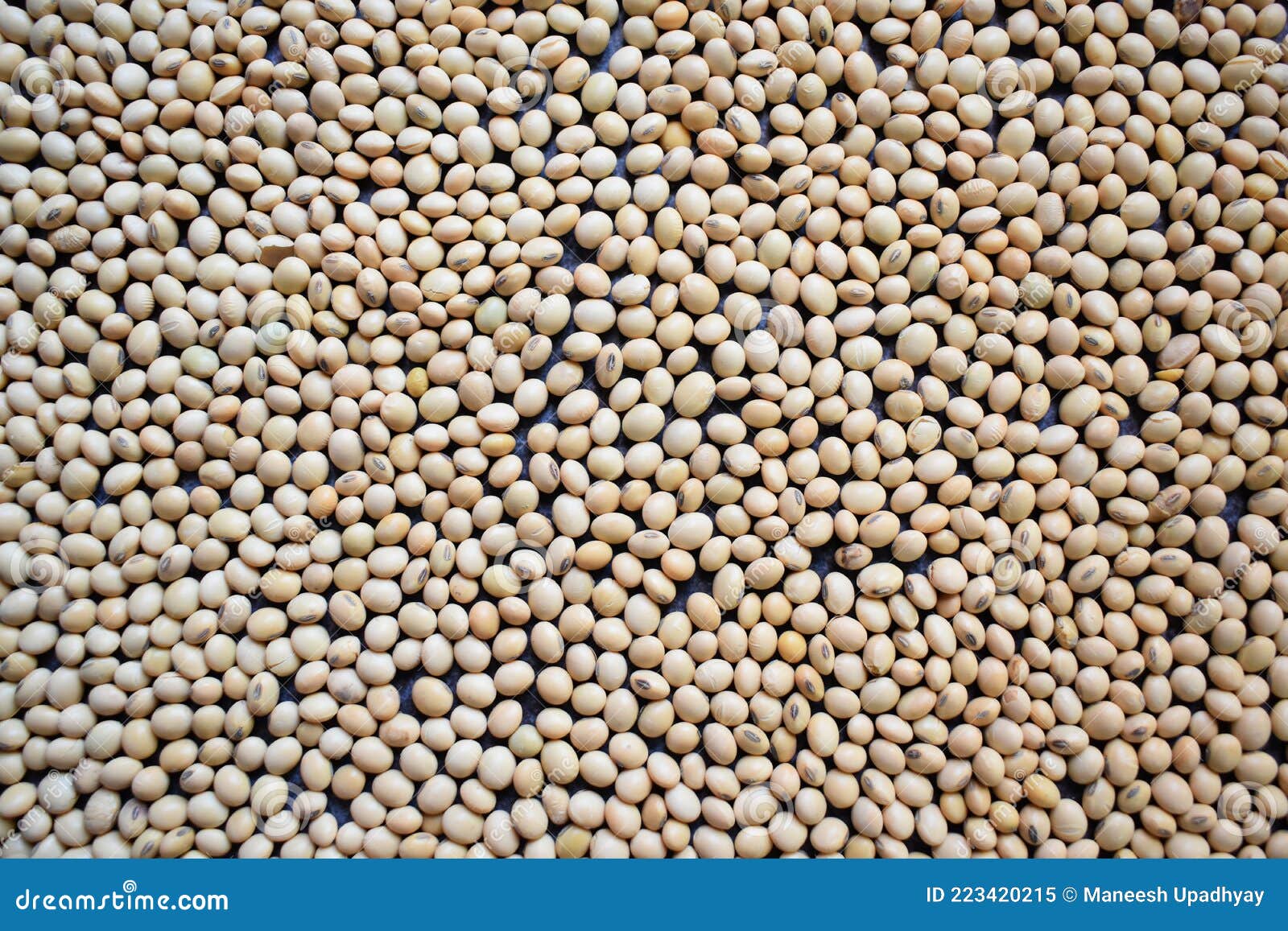 Granos De Soja Secos Enteros Imagen de archivo - Imagen de cosecha ...
