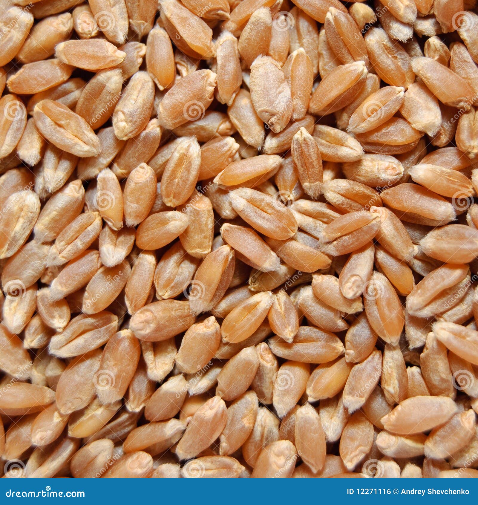 Granos del trigo de Brown foto de archivo. Imagen de ingrediente - 12271116