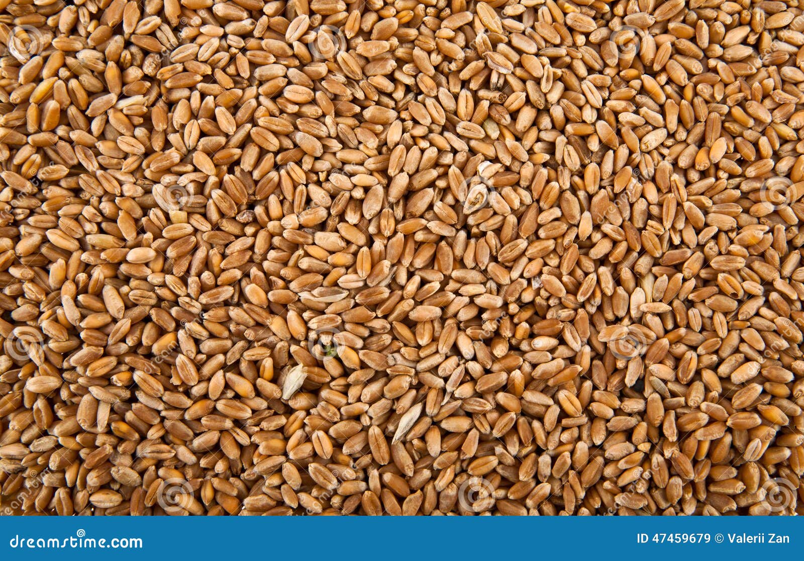 Granos del trigo en primer imagen de archivo. Imagen de cubo - 47459679