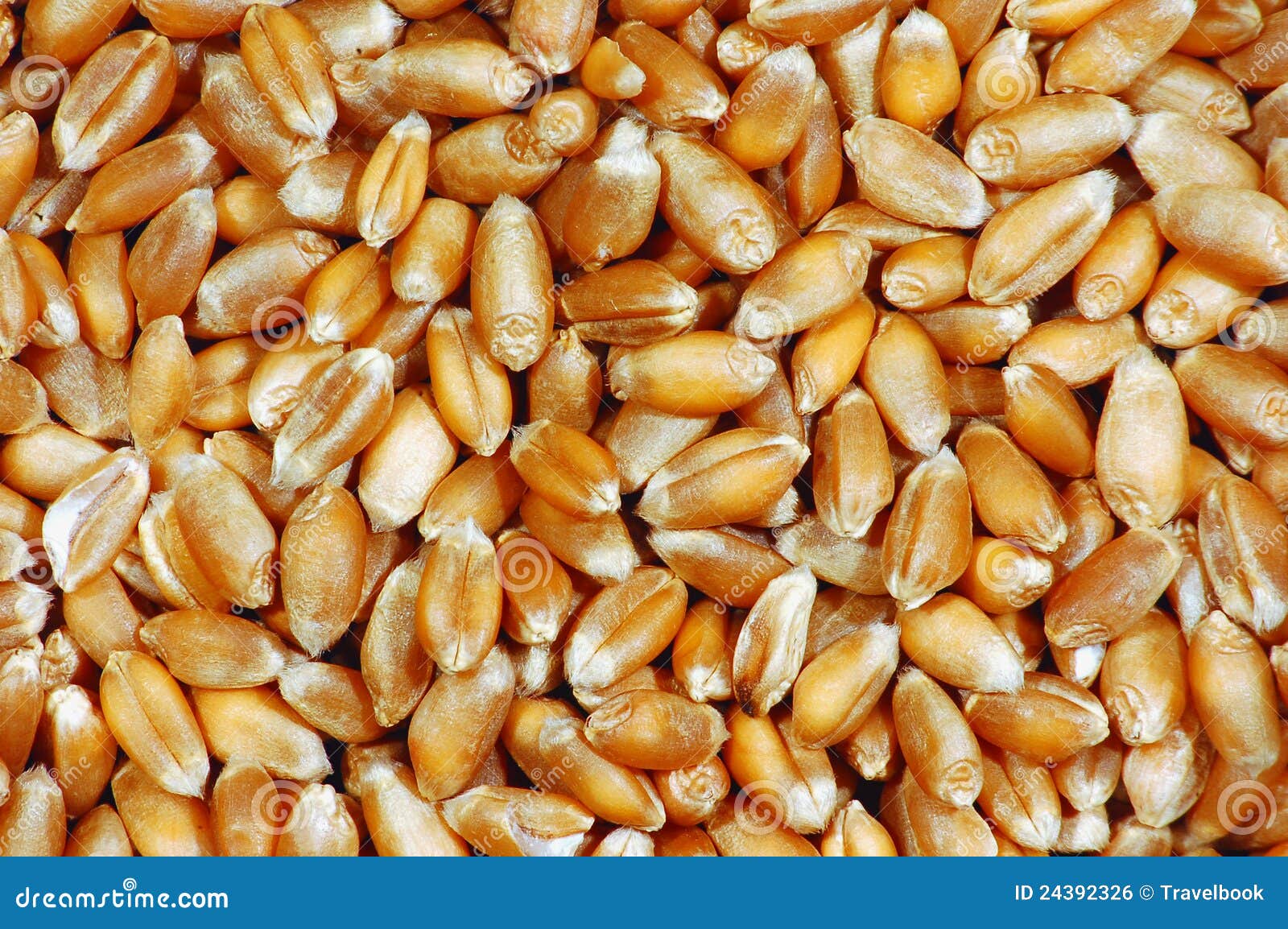 Granos del trigo integral foto de archivo. Imagen de planta - 24392326