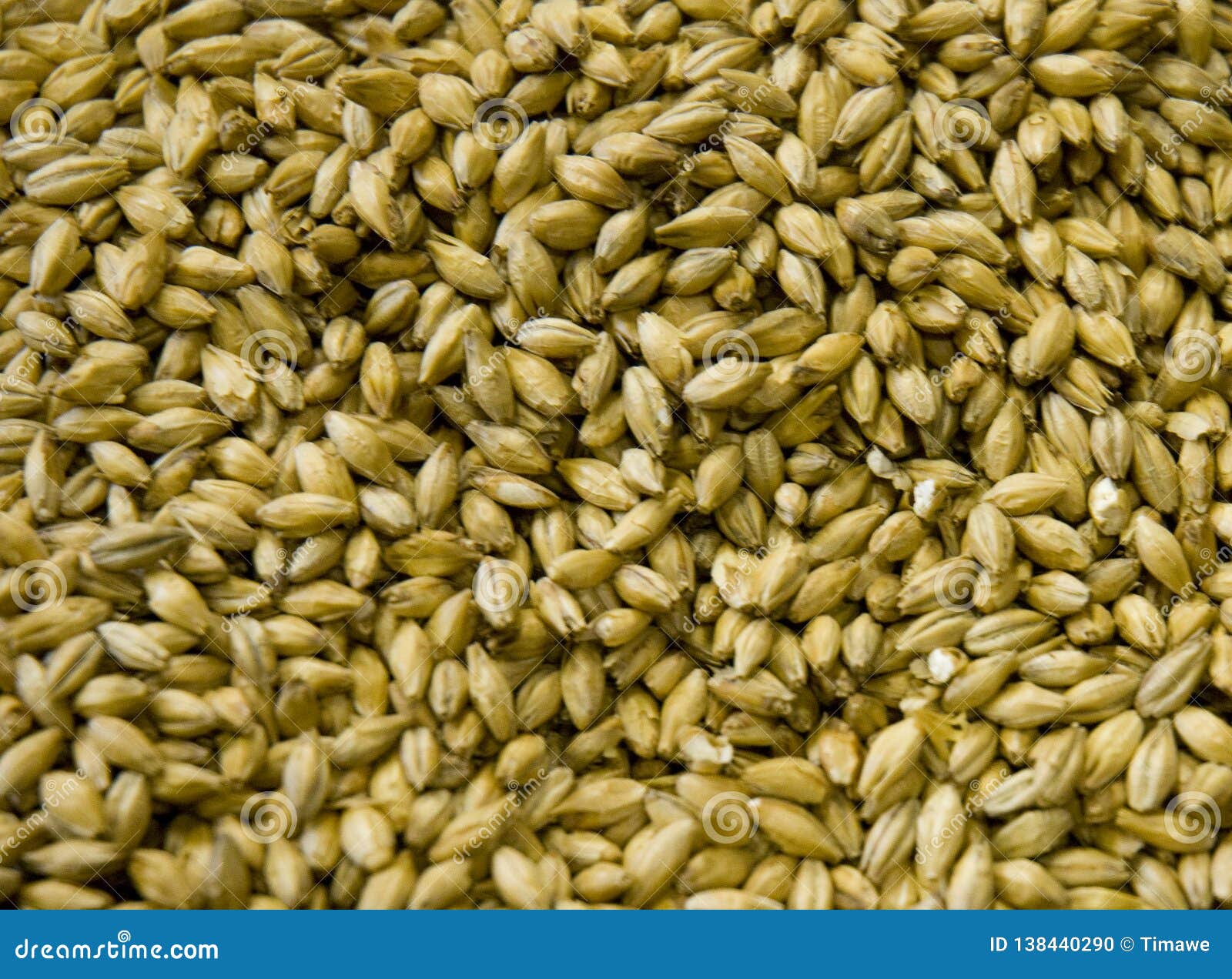 Granos Malteados De La Cebada Foto de archivo - Imagen de cerveza ...