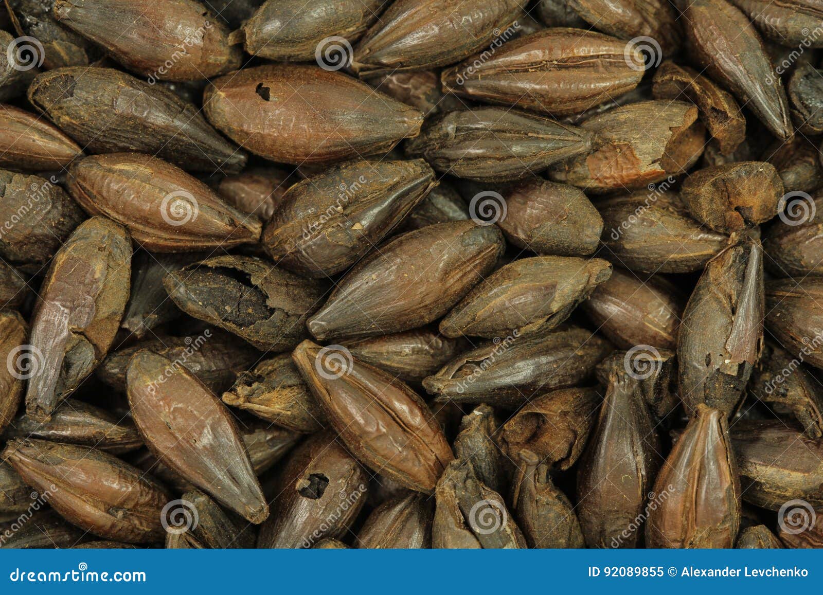 Granos Negros De La Cebada Quemada Imagen de archivo - Imagen de fondo ...