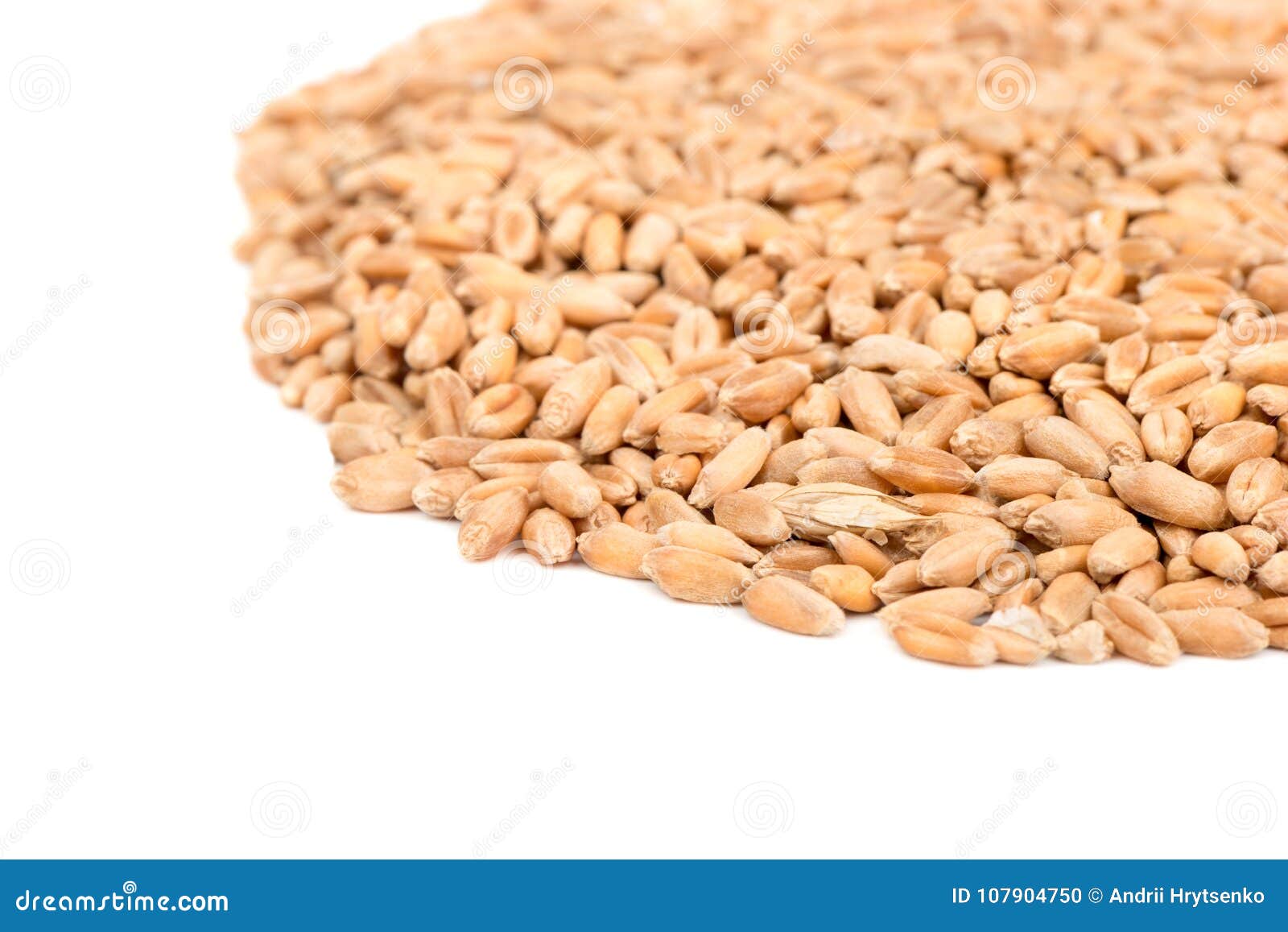 Granos secos del trigo foto de archivo. Imagen de primer - 107904750