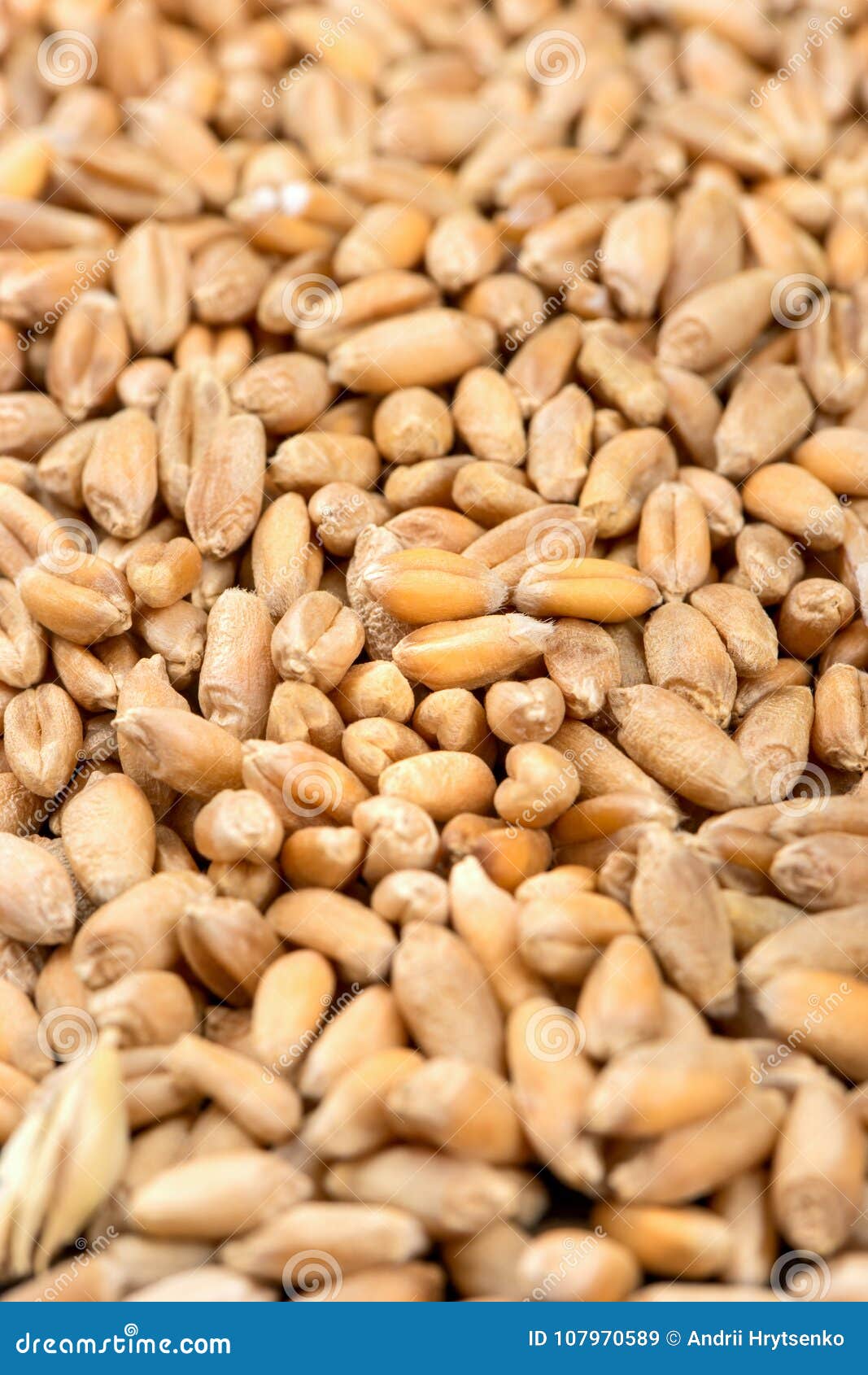 Granos secos del trigo imagen de archivo. Imagen de crudo - 107970589