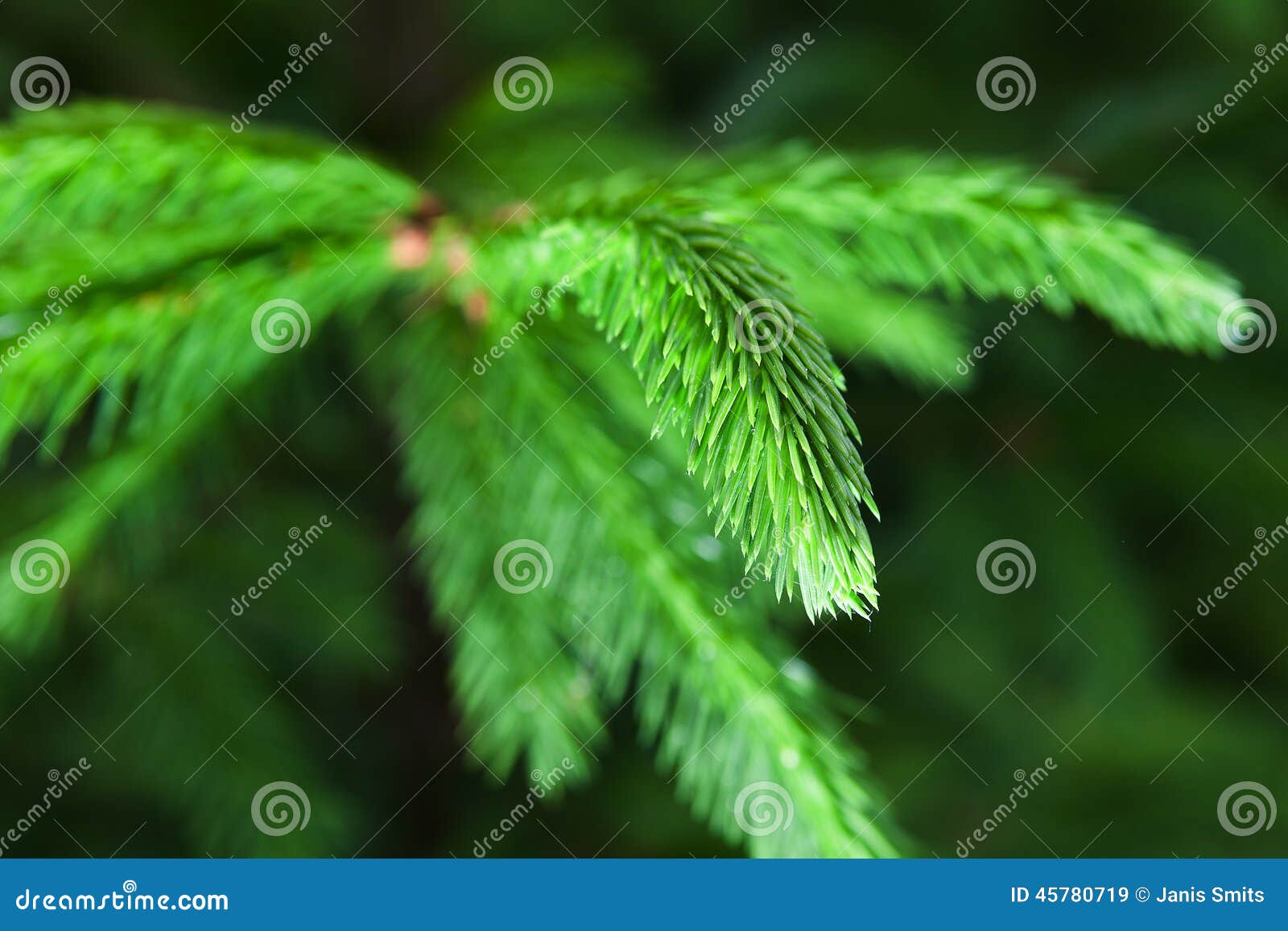 Granris fotografering för bildbyråer. Bild av vintergrön - 45780719