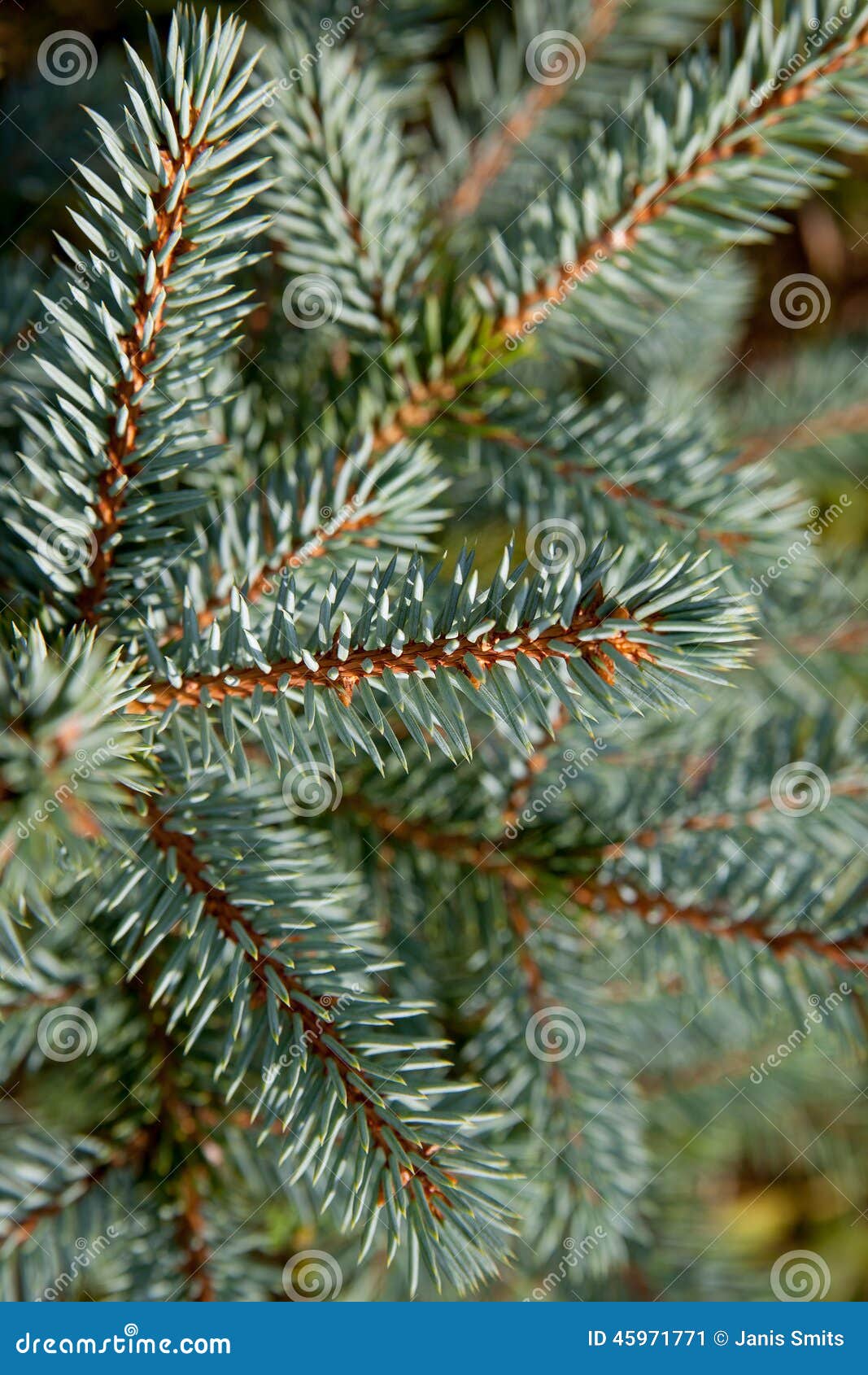 Granris fotografering för bildbyråer. Bild av detalj - 45971771