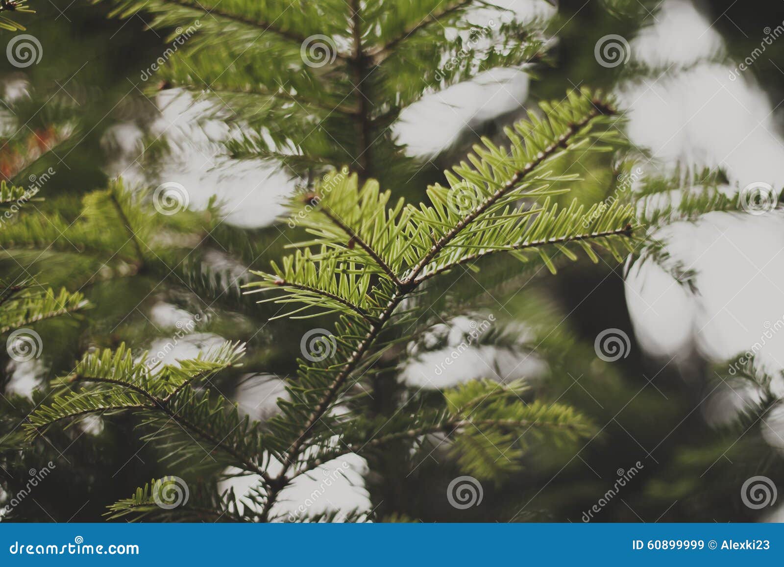 Granris fotografering för bildbyråer. Bild av skog, trä - 60899999