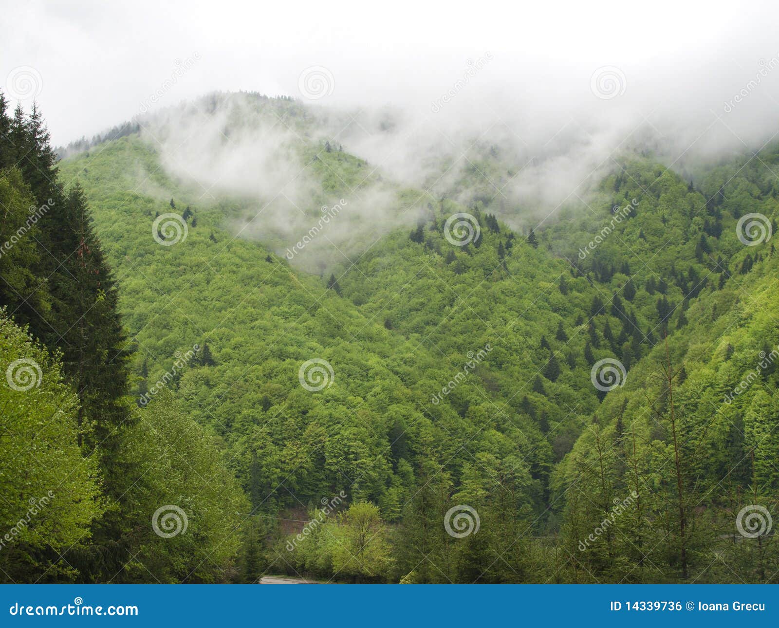 Granskog i oklarheter arkivfoto. Bild av fallande, träd - 14339736