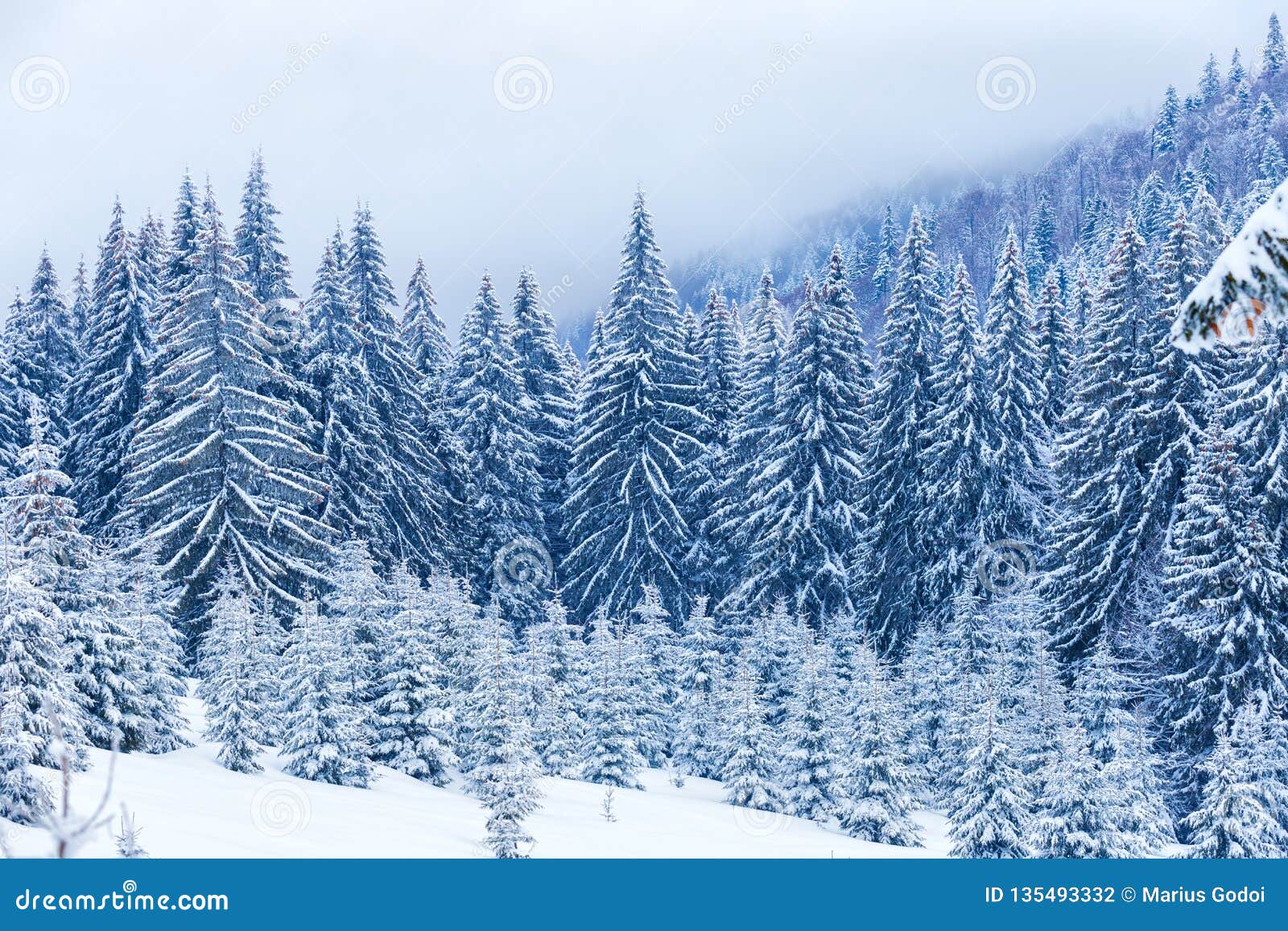 Granskog i vinter arkivfoto. Bild av snö, berg, kallt - 135493332