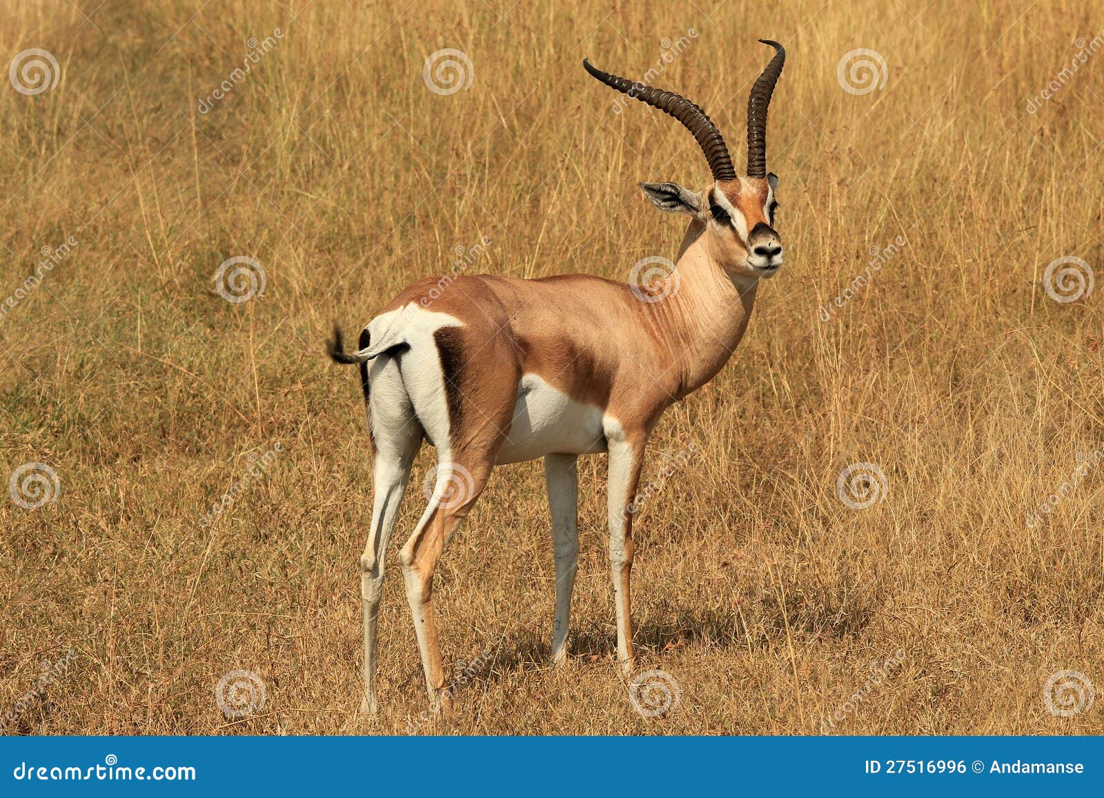 129 Nanger Granti Photos - Free & Royalty-Free Stock Photos from Dreamstime