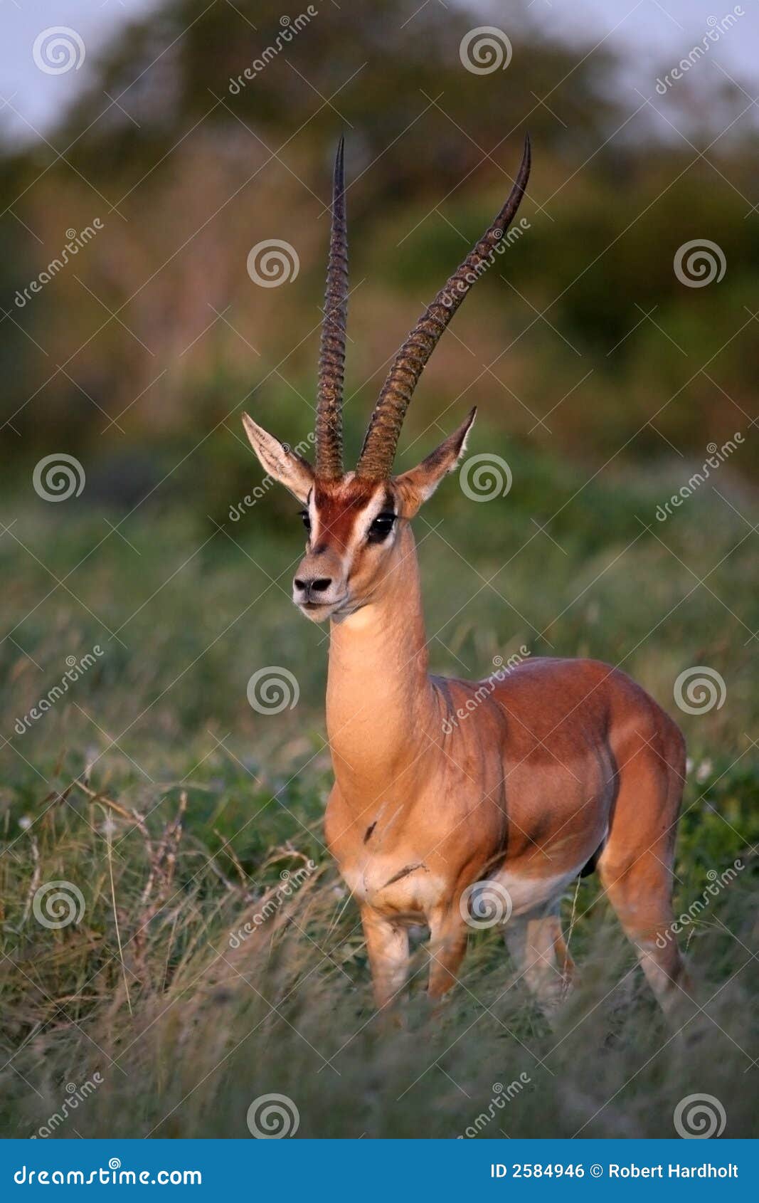 Grant s Gazelle stock photo. Image of kenya, gazelle, horns - 2584946