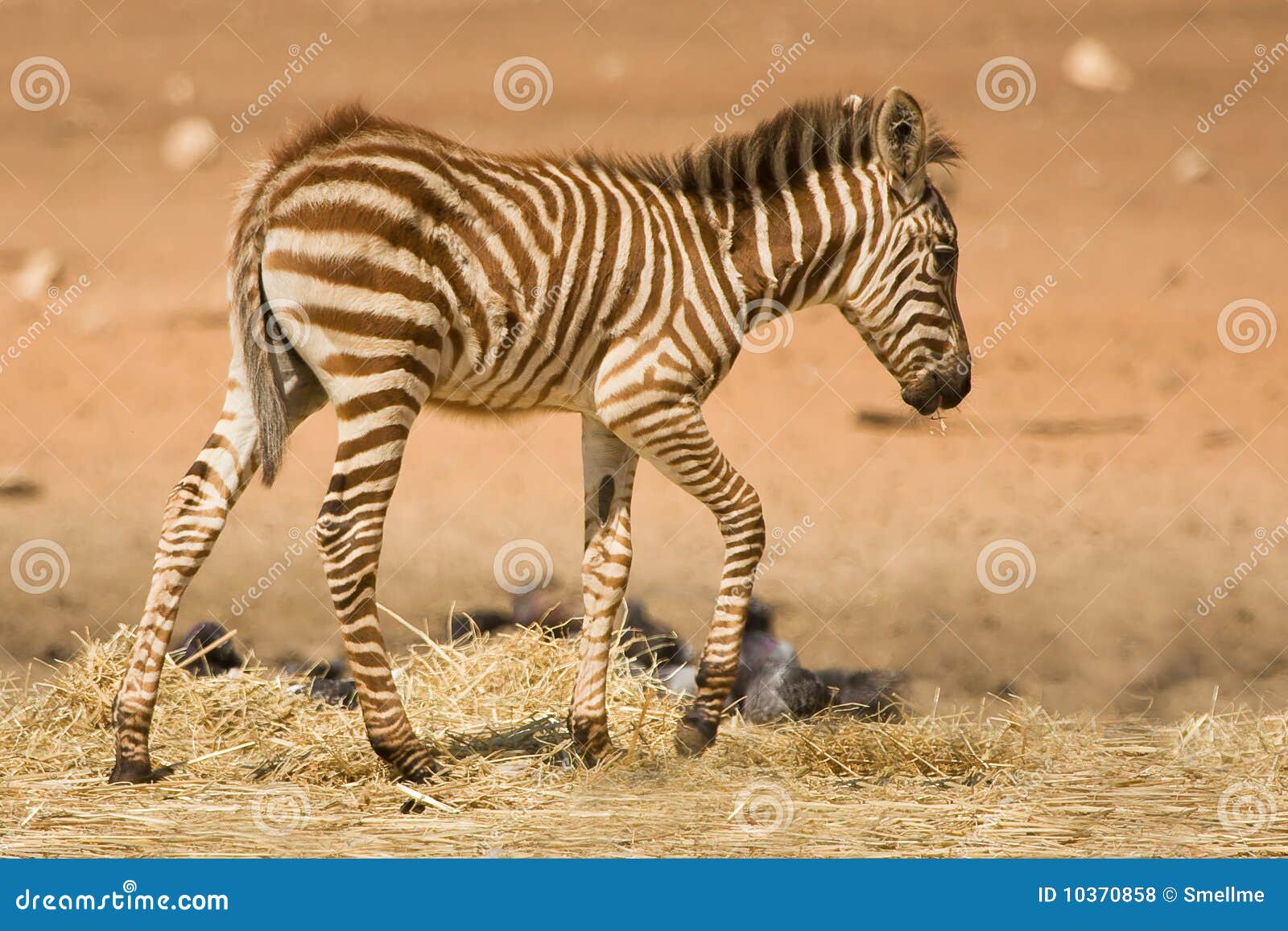 Grant s zebra foal stock photo. Image of kenya, herbivore - 10370858