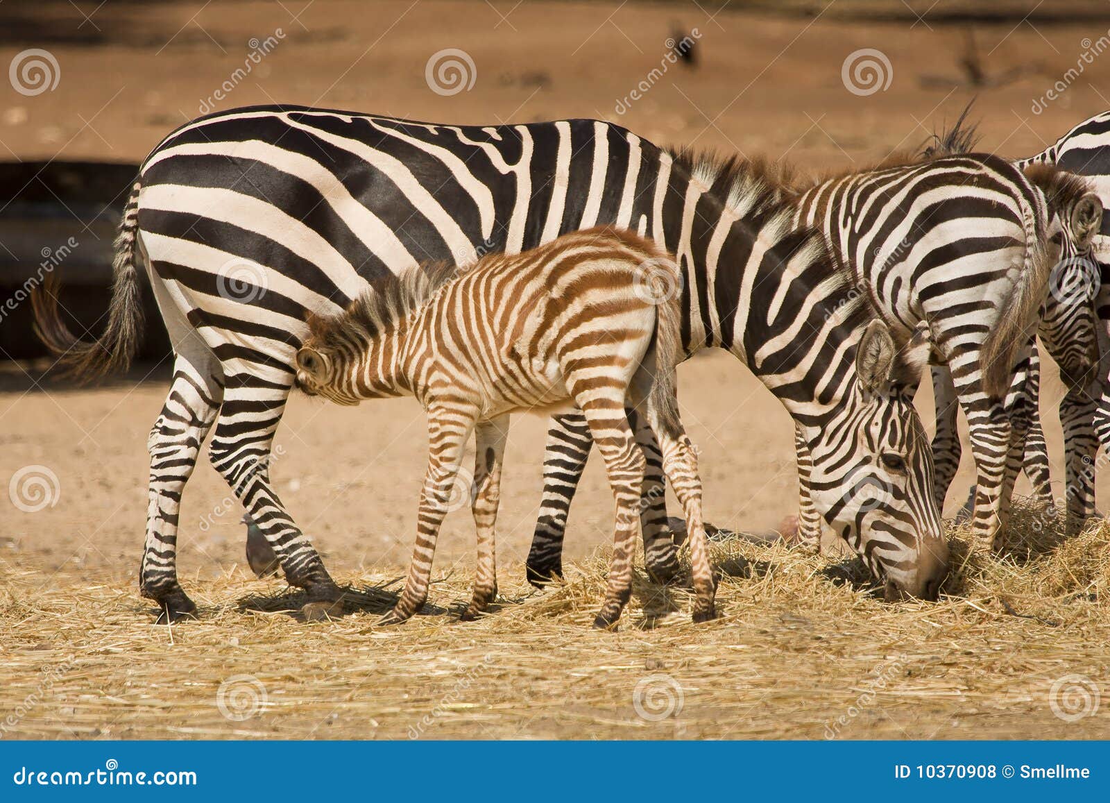 Grant S Zebra Foal Suckling Stock Photo - Image of african, masai: 10370908