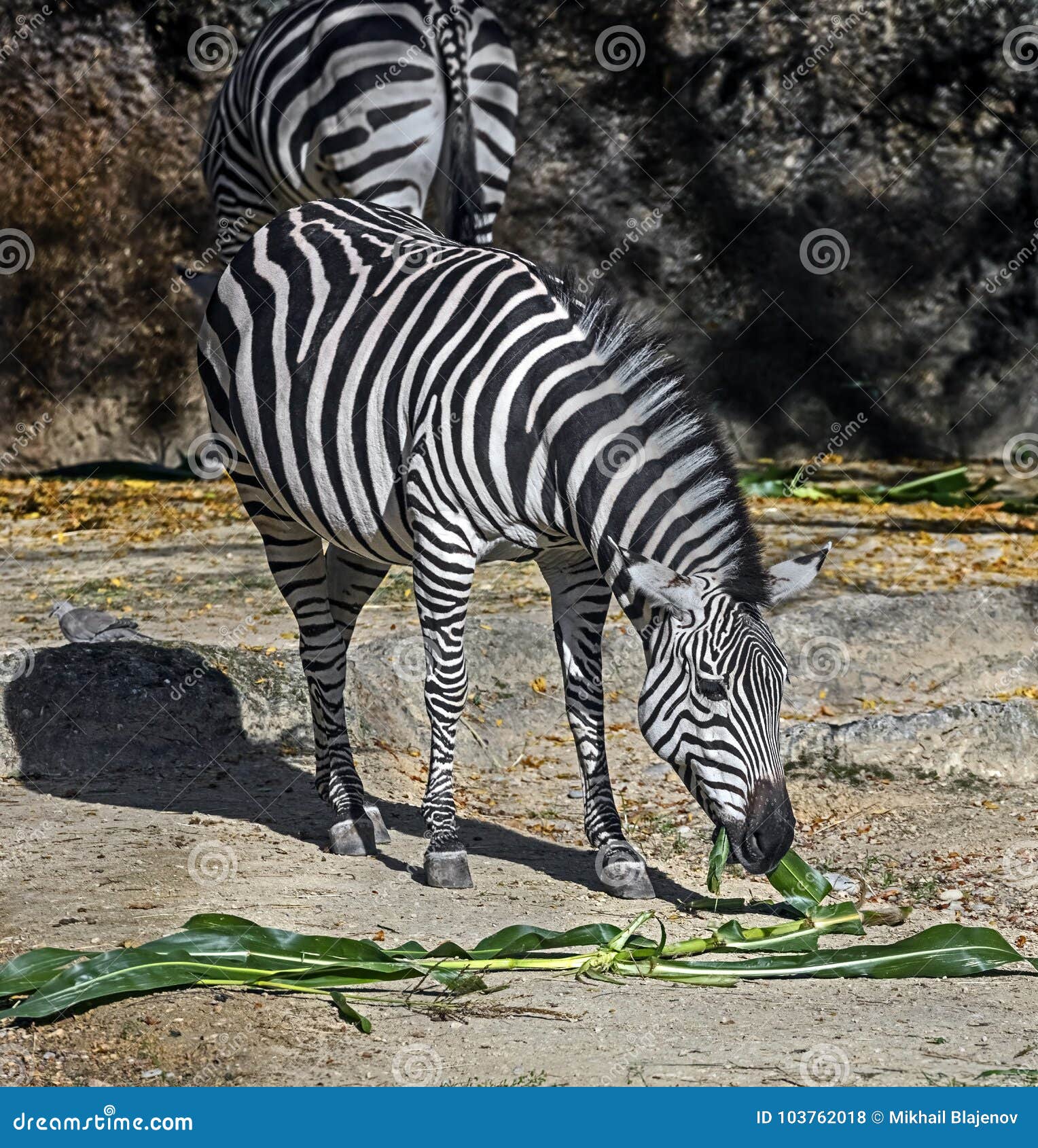 Grant`s zebra 6 stock photo. Image of creature, stripy - 103762018
