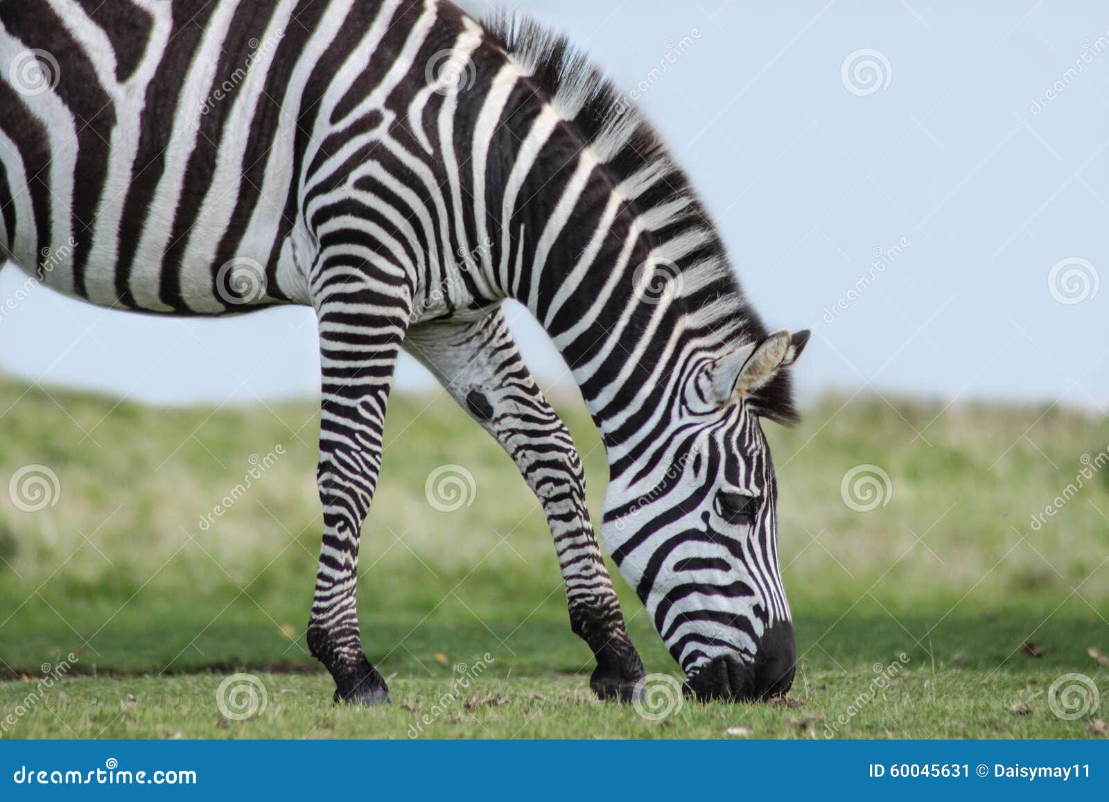 Zebra profile stock image. Image of wildlife, africa - 60045631