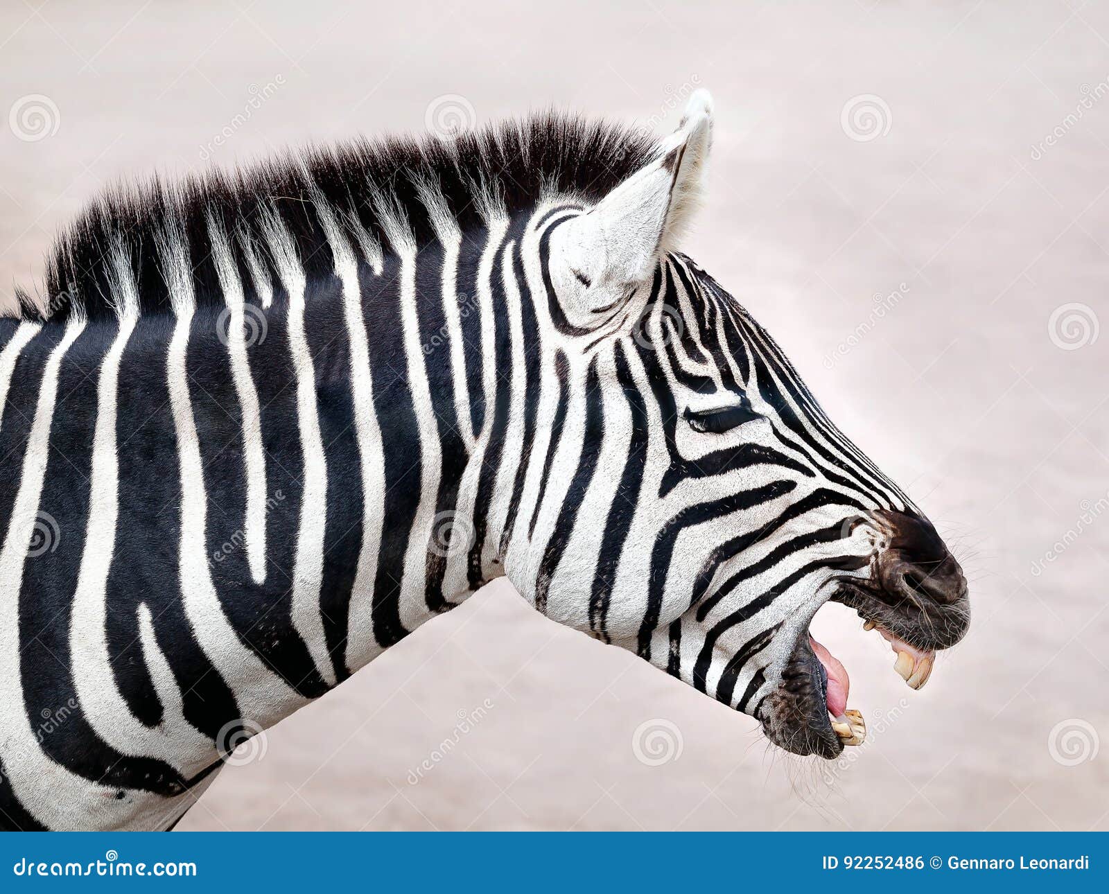 Grant`s Zebra, Profile View Stock Photo - Image of horizontal, mammal ...